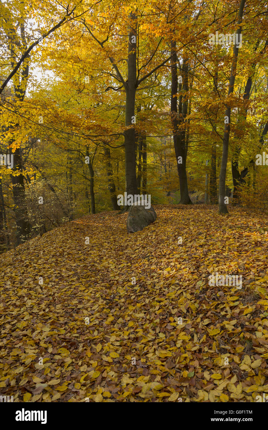 Forest path in autumn leaves Stock Photo - Alamy