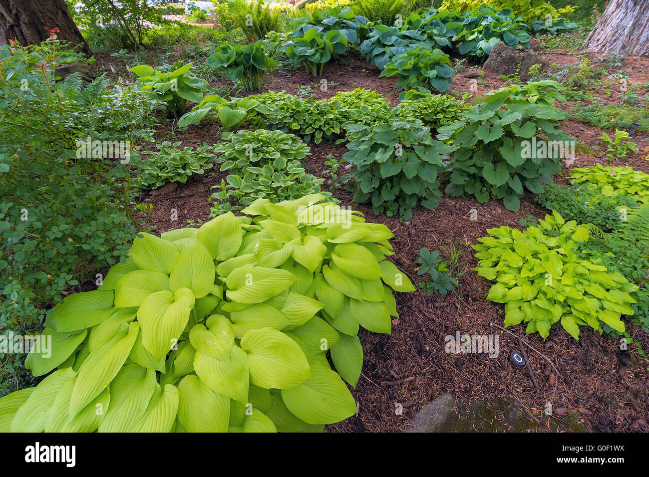 Hostas Variety in garden landscaping during spring season Stock Photo ...