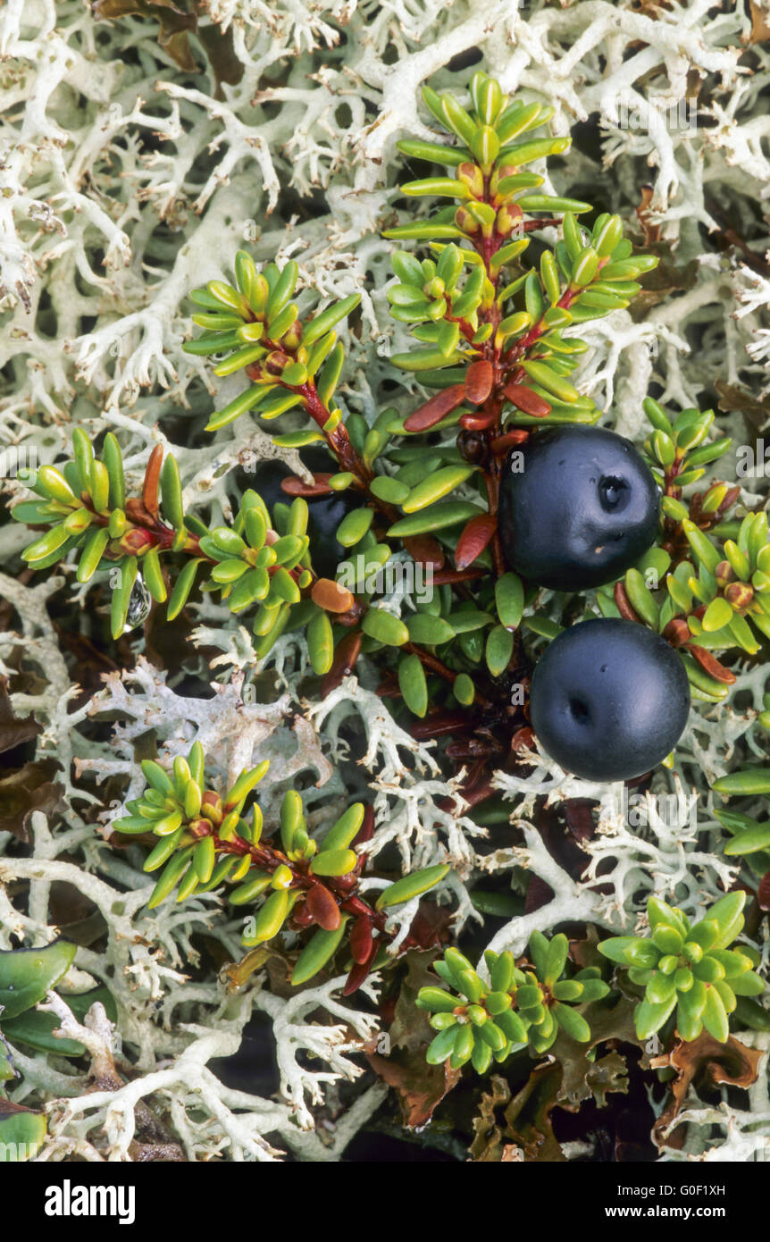 Crowberry has edible fruits Stock Photo - Alamy