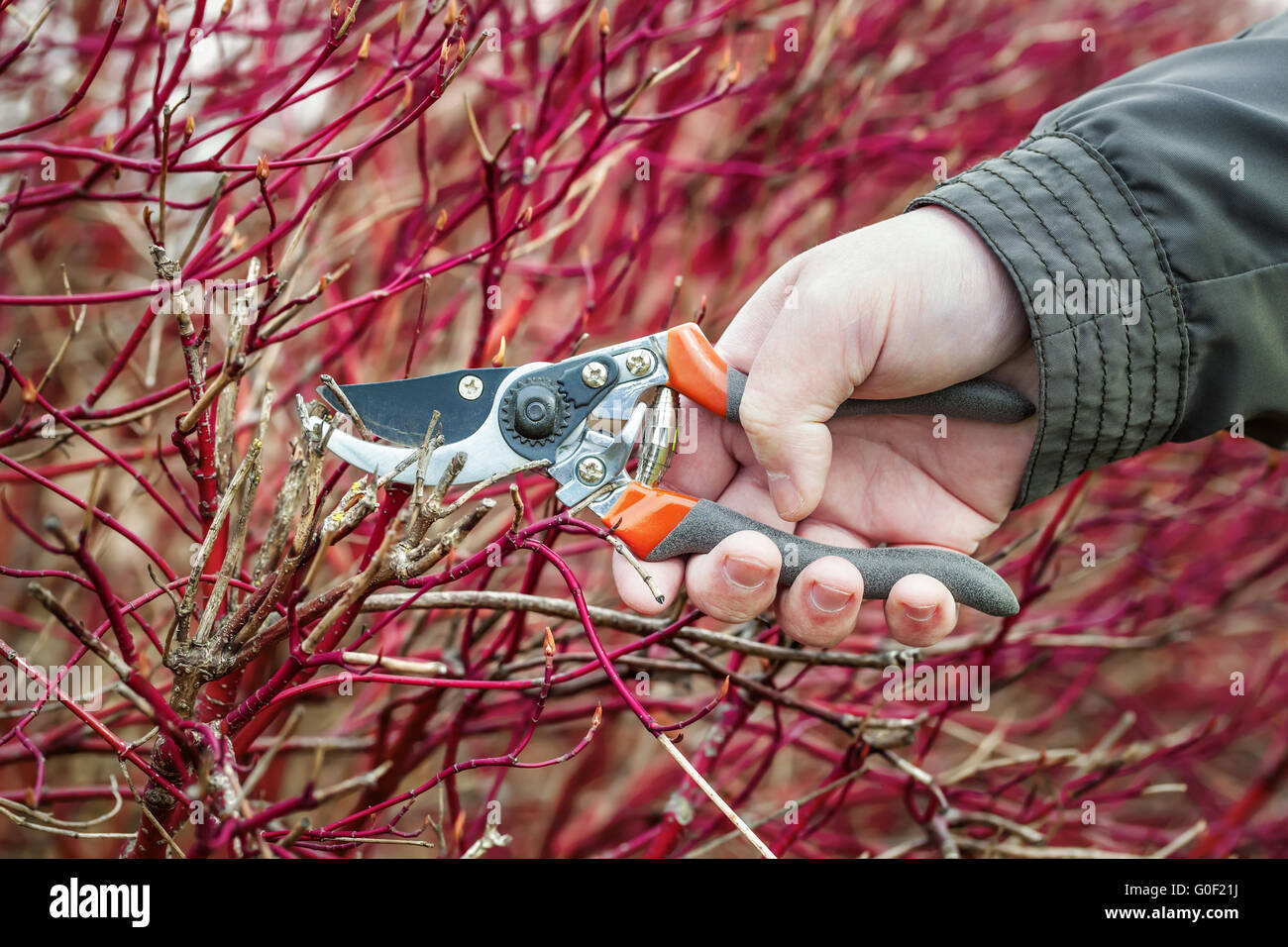 Pruned bush hi-res stock photography and images - Alamy