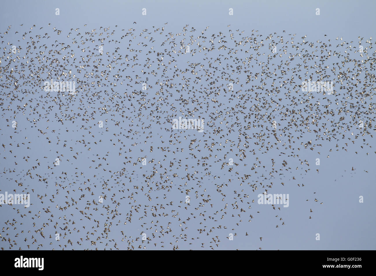 European Golden Plover is a fully migratory bird Stock Photo - Alamy