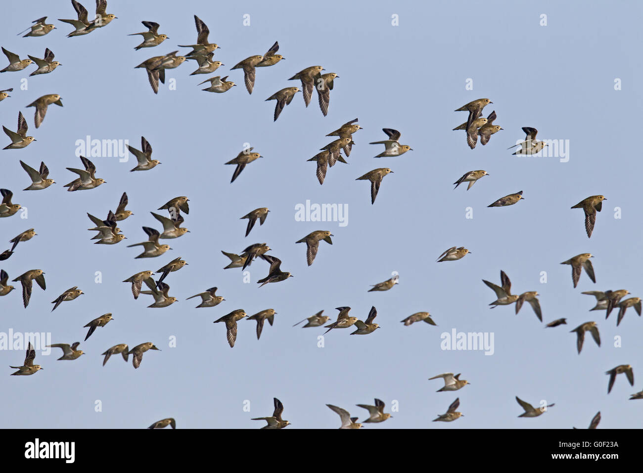 Golden plover a wading bird hi-res stock photography and images - Alamy