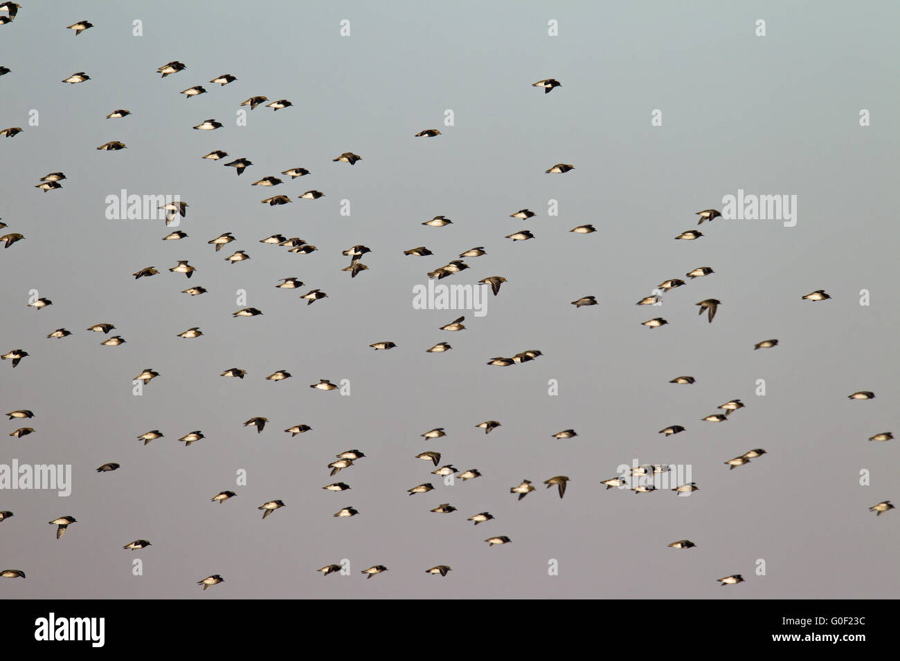 Watvogel migration hi-res stock photography and images - Alamy