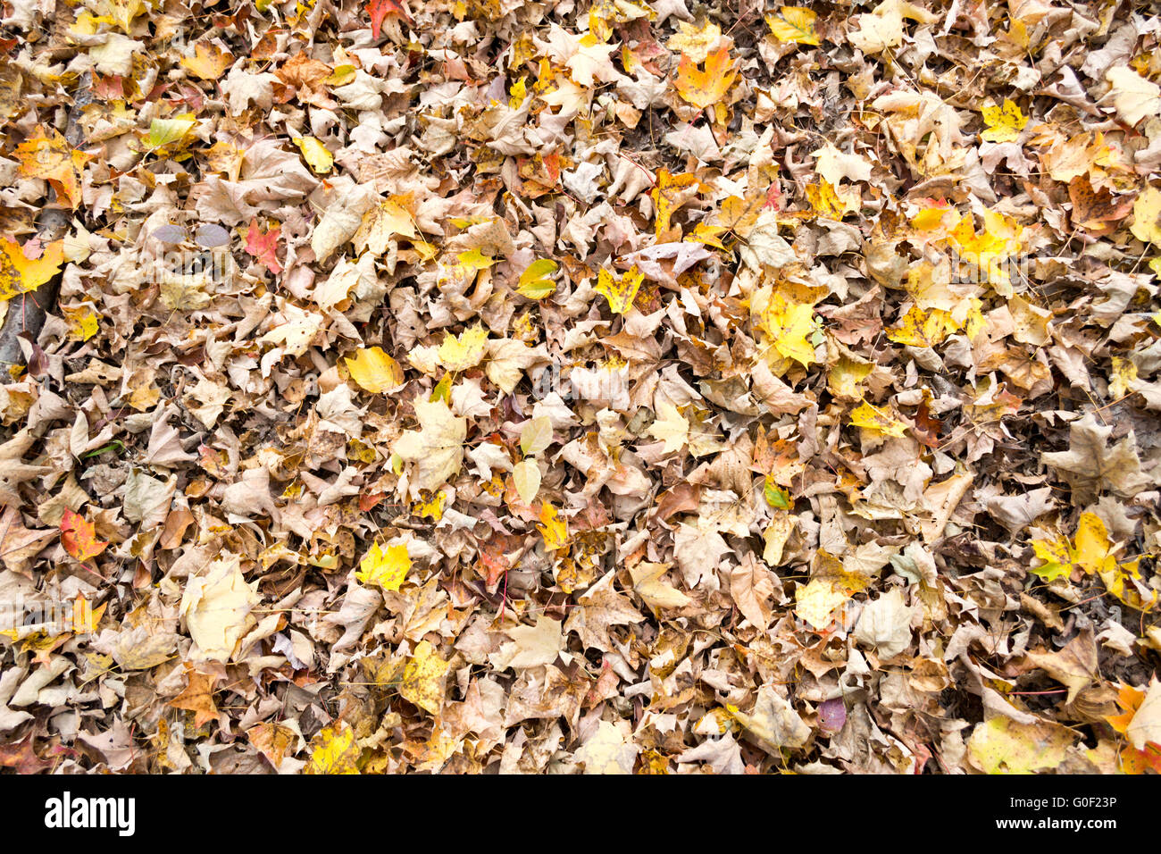 Leaves in the floor Stock Photo - Alamy