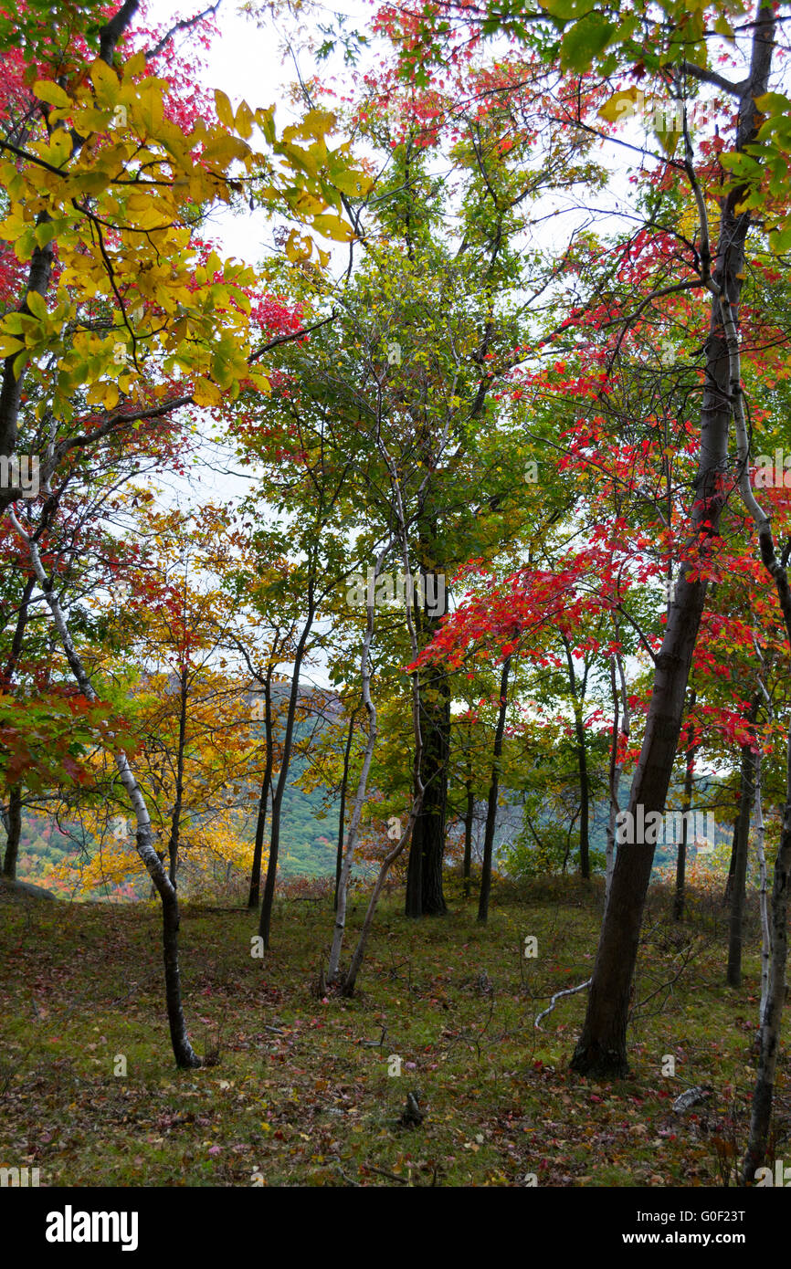 Fall color trees Stock Photo - Alamy