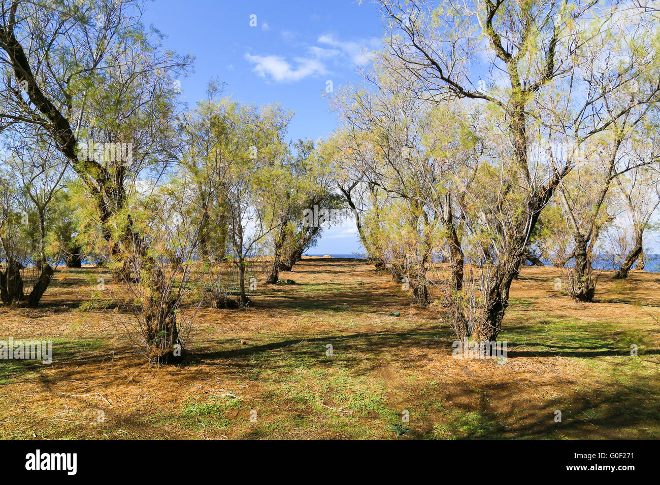 Village grove hi-res stock photography and images - Alamy