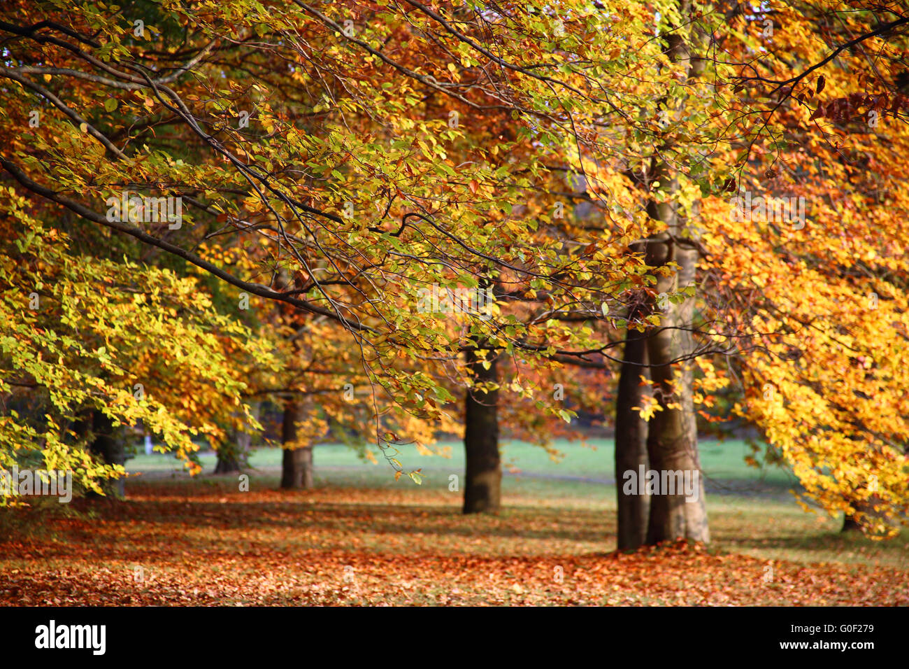 trees in autumn Stock Photo - Alamy