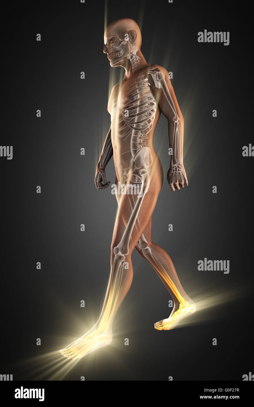 human bones radiography scan image Stock Photo - Alamy
