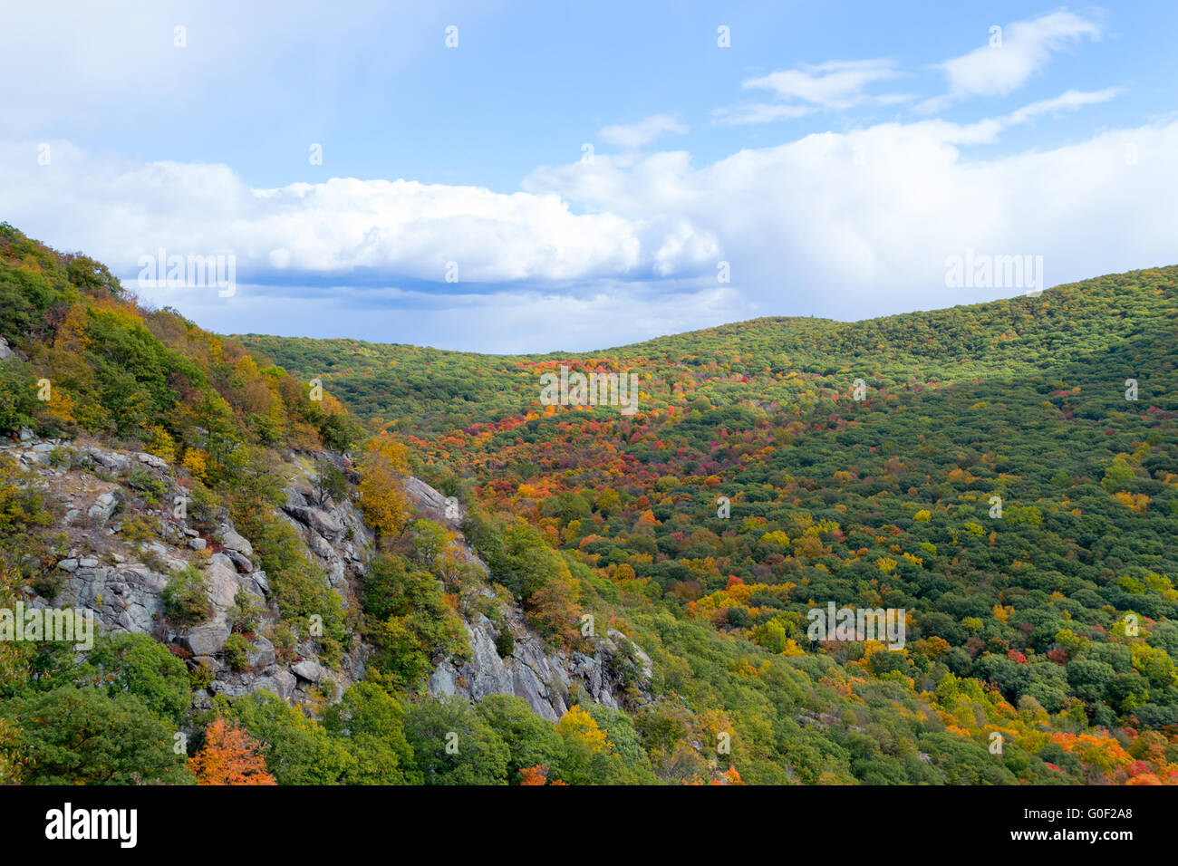 O foliage hi-res stock photography and images - Alamy