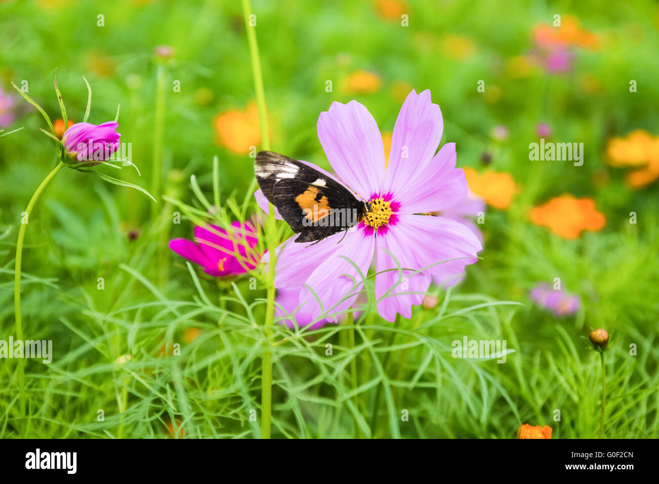 galsang flower with butterfly Stock Photo - Alamy