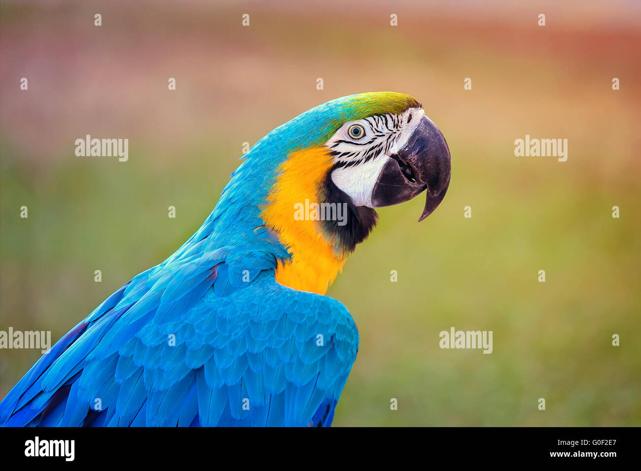 A beautiful parrot with bright blue plumage on the Stock Photo - Alamy