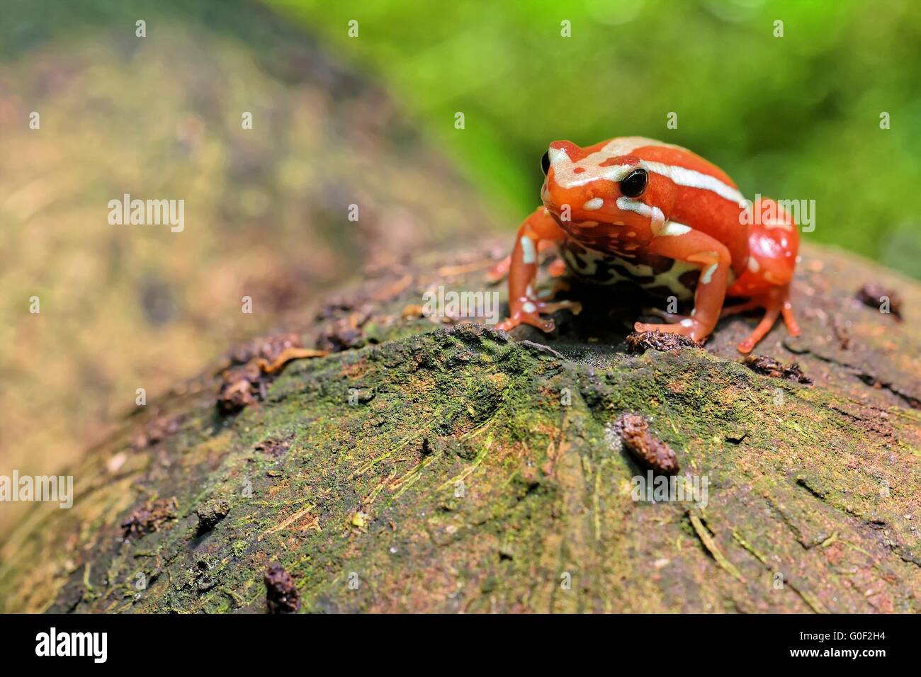 phantasmal poison frog Stock Photo - Alamy