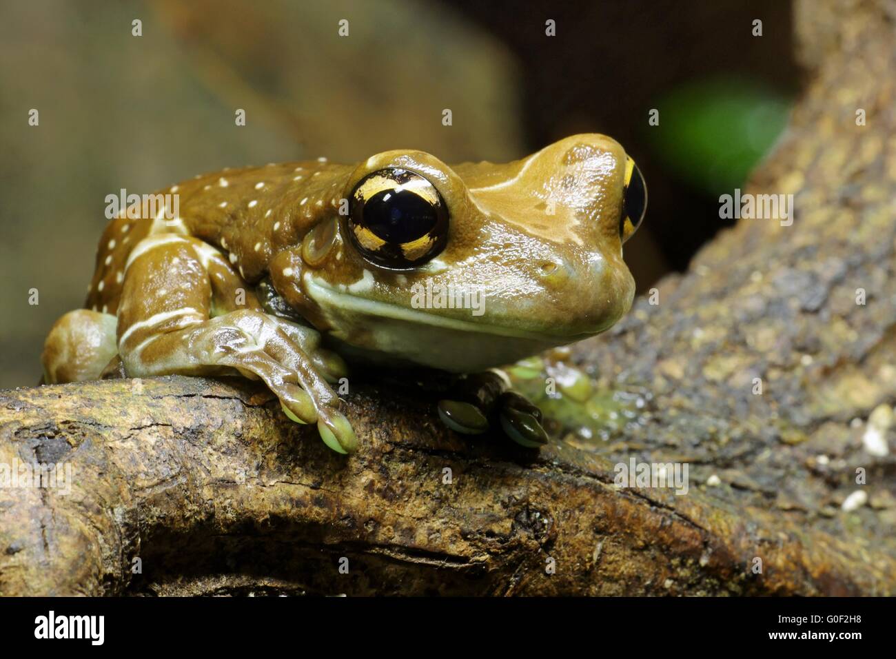 Amazon Tree Frog Brazil High Resolution Stock Photography and Images ...