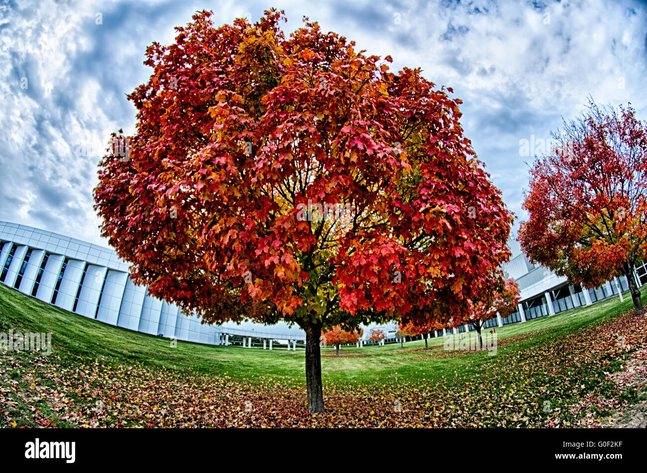 Yellow and orange and red autumn leaves in beautiful fall park Stock ...
