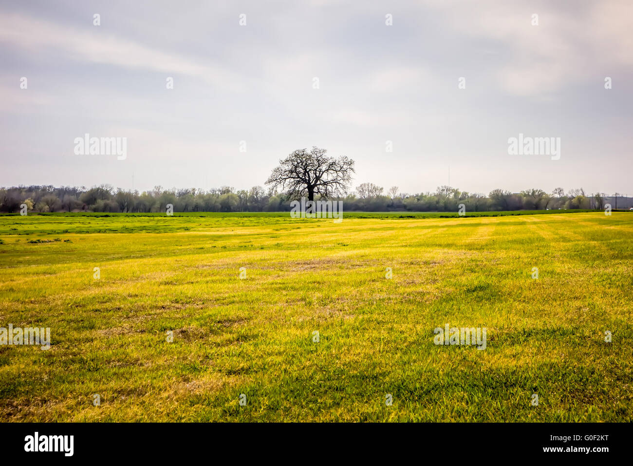 lone tree in field with sunny blue sky Stock Photo - Alamy