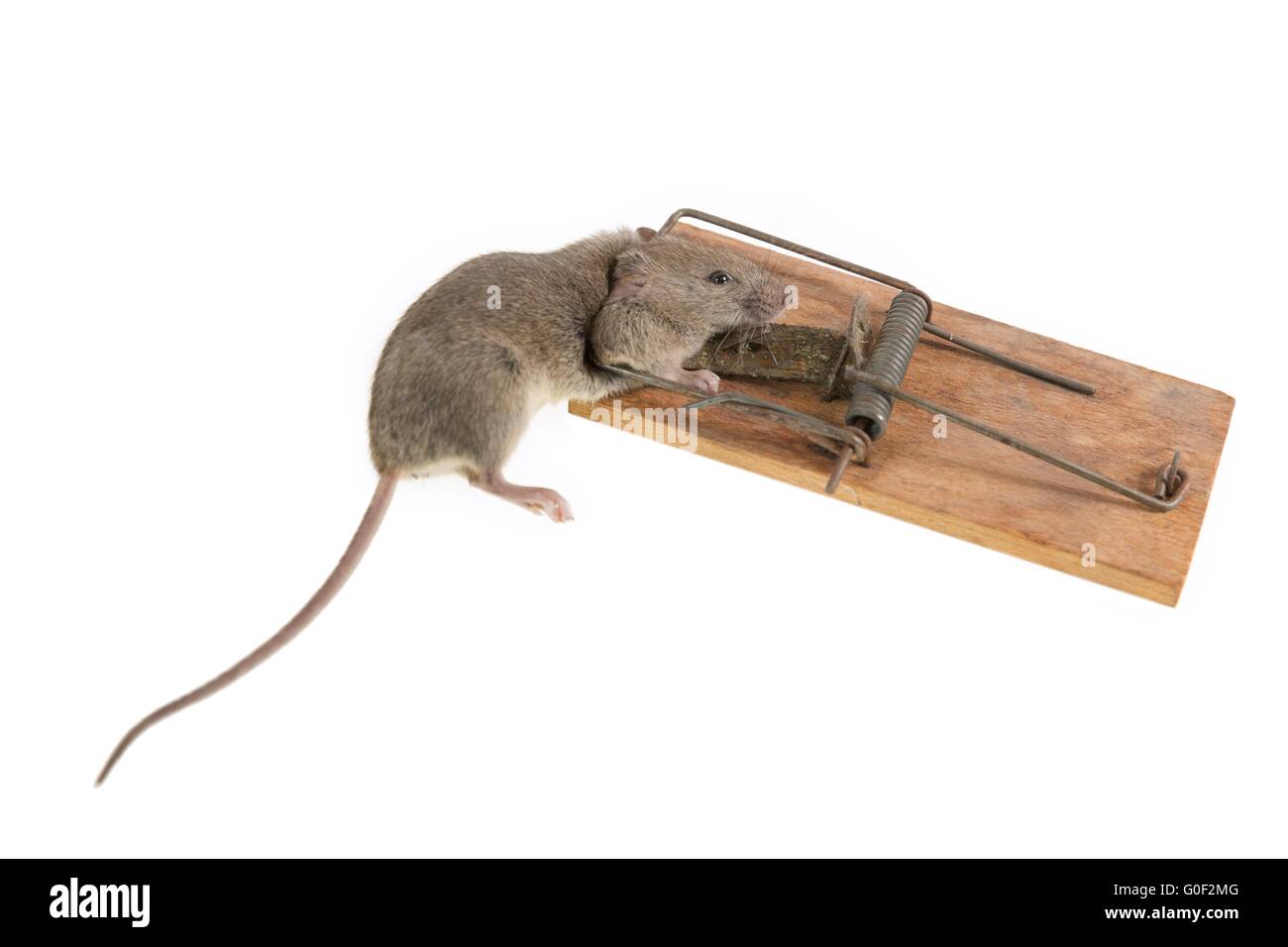 The mouse in a mousetrap it is isolated on a white background Stock ...