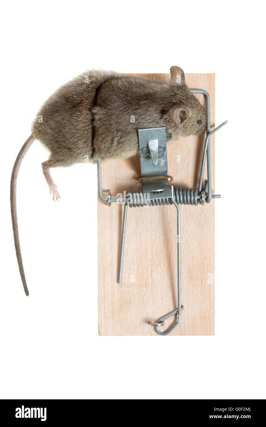 The mouse in a mousetrap it is isolated on a white background Stock ...