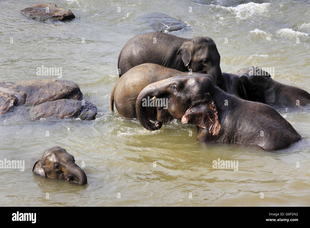 Family of Indian elephants Stock Photo - Alamy