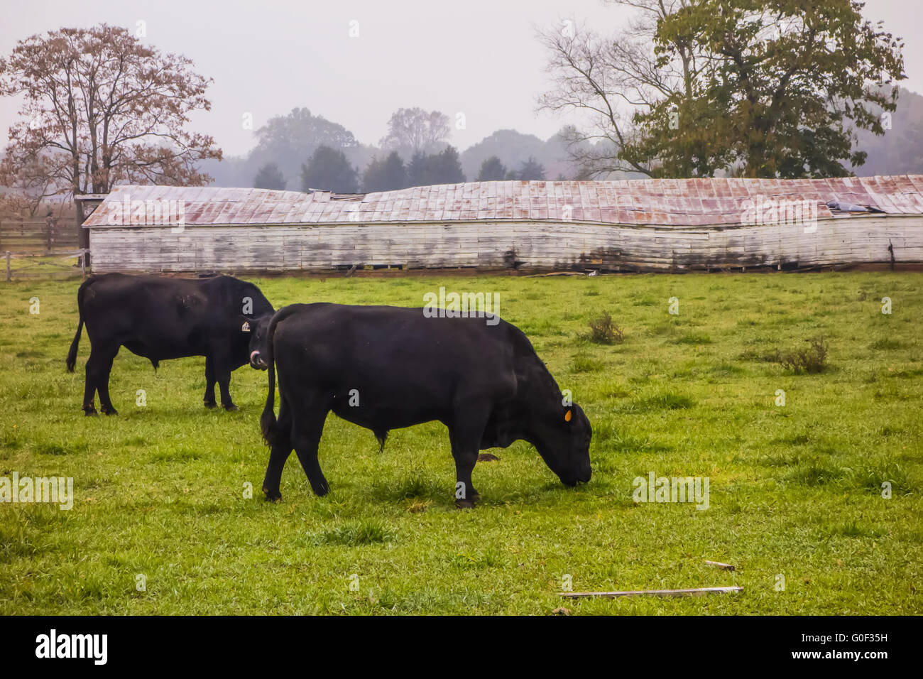 landscape view of a cow farm ranch in fog Stock Photo - Alamy