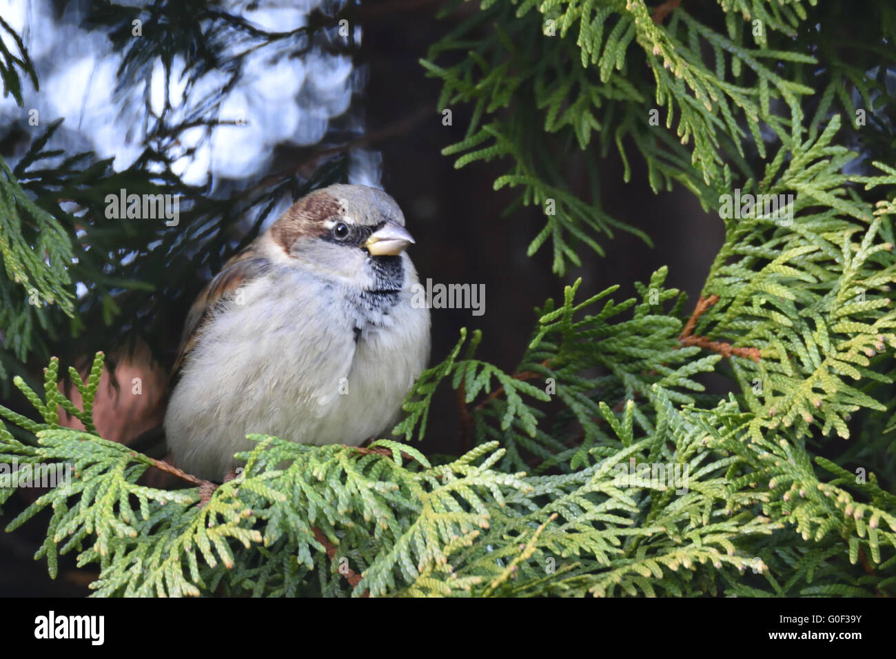 European house sparrow hi-res stock photography and images - Alamy