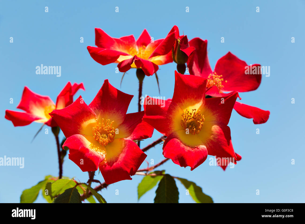 Red rose against the sky Stock Photo - Alamy