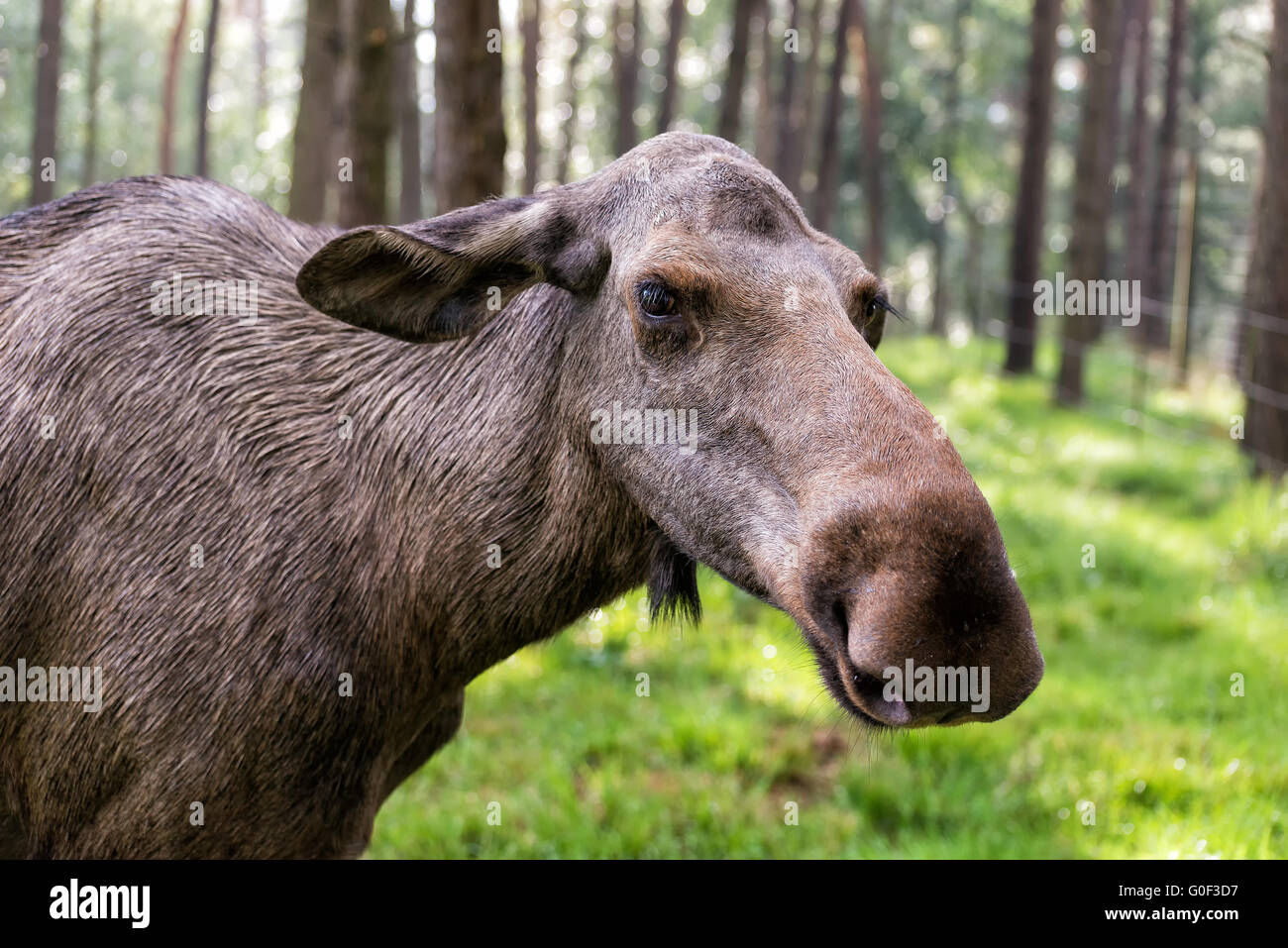 Shooting moose hi-res stock photography and images - Alamy