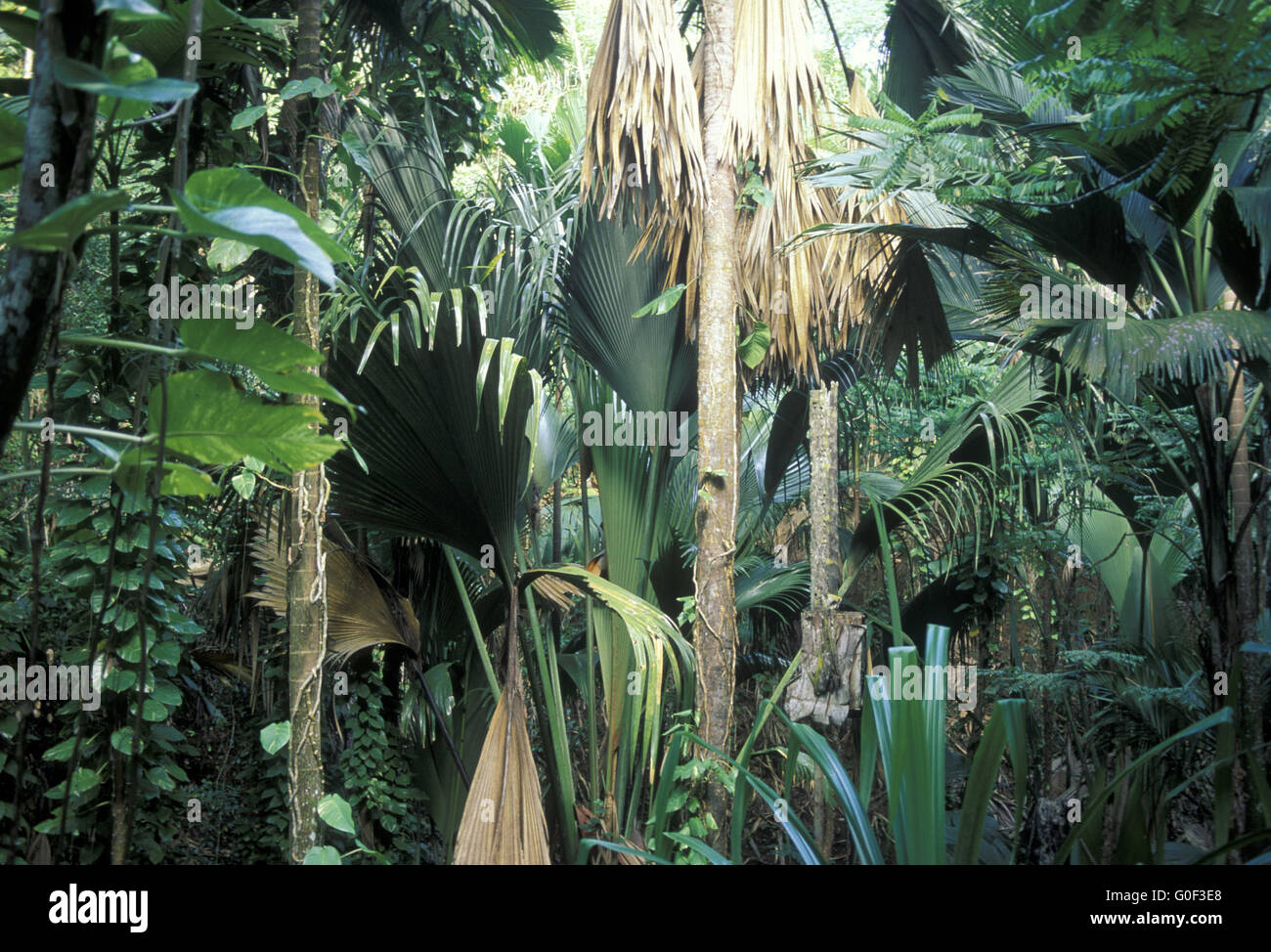 Seychelles forest hi-res stock photography and images - Alamy