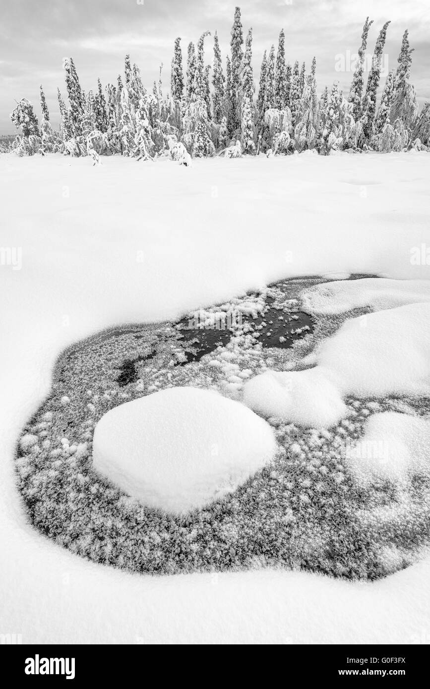 Coniferous swamp Black and White Stock Photos & Images - Alamy