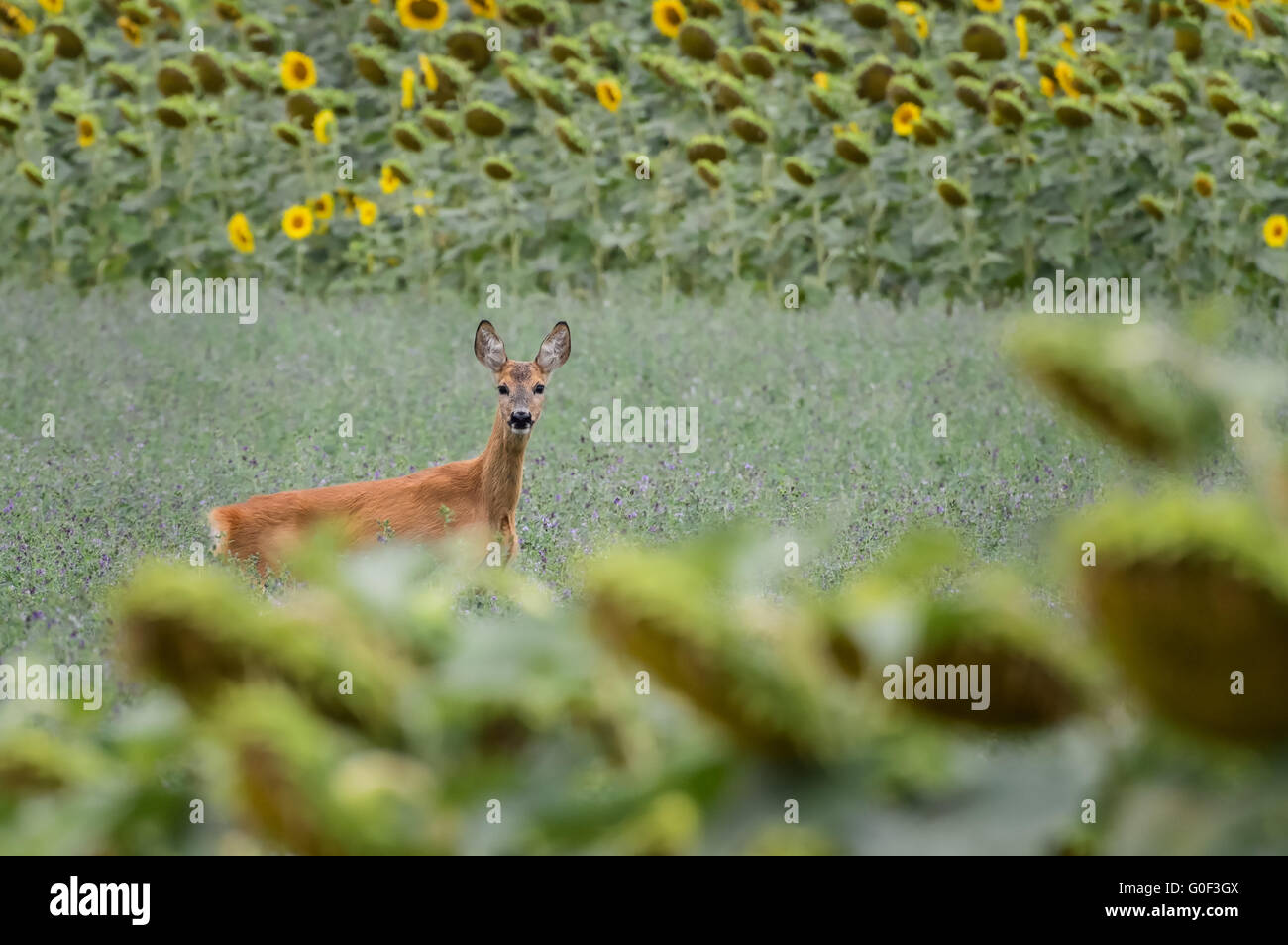 The fawn rose hi-res stock photography and images - Alamy