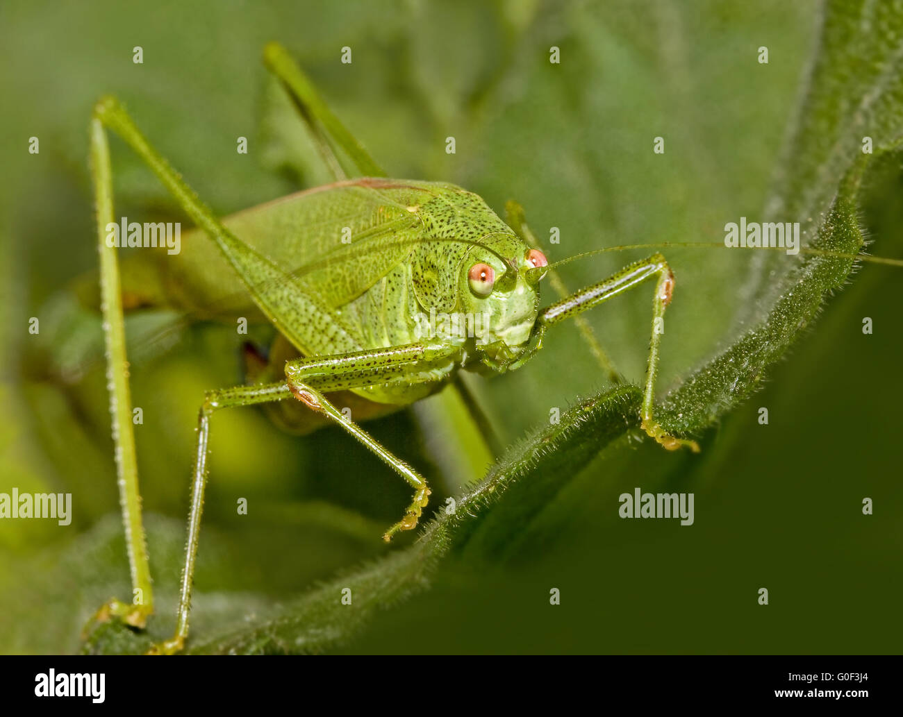 Bush cricket Phaneroptera falcata Stock Photo - Alamy
