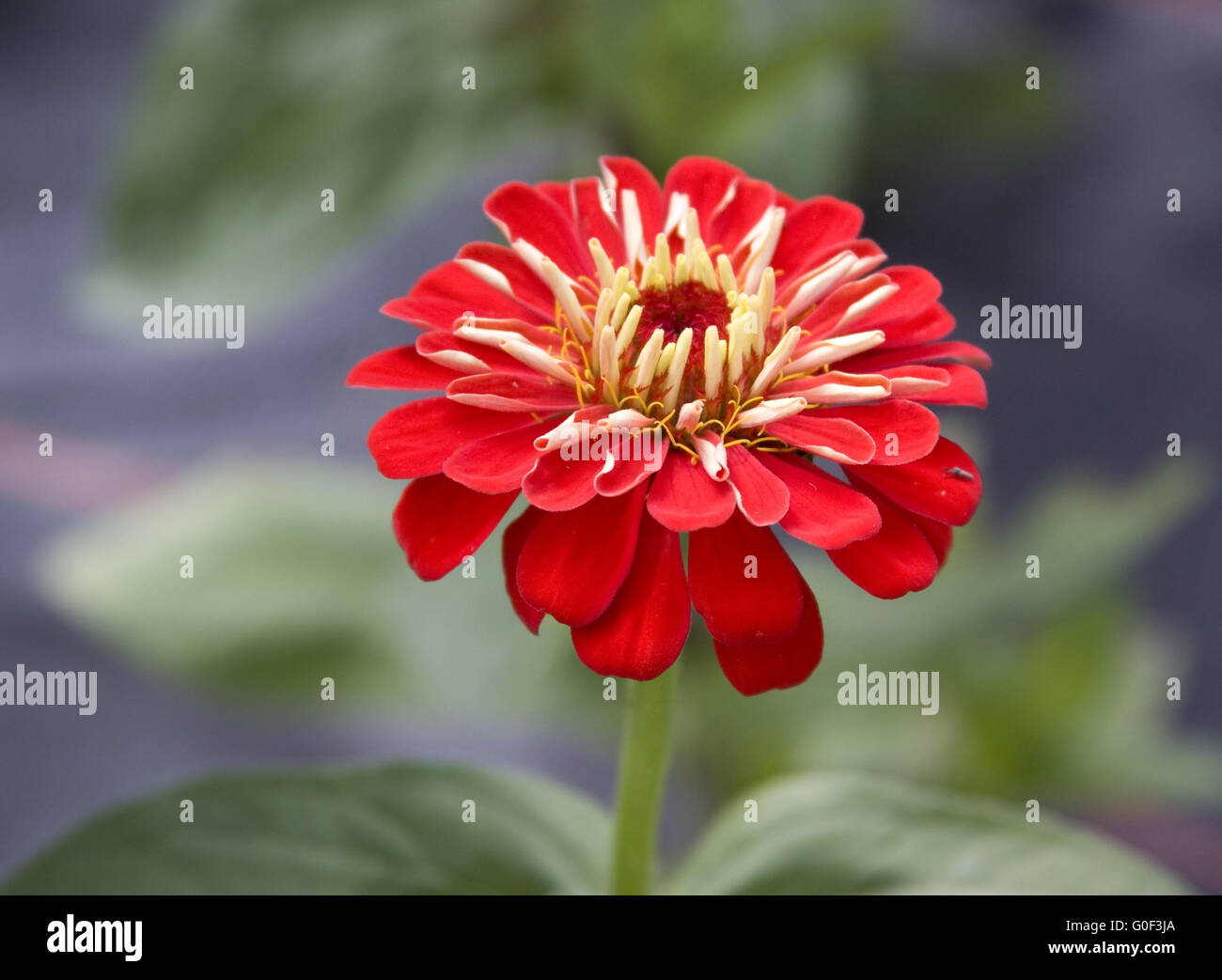 Zinnia elegant hi-res stock photography and images - Alamy