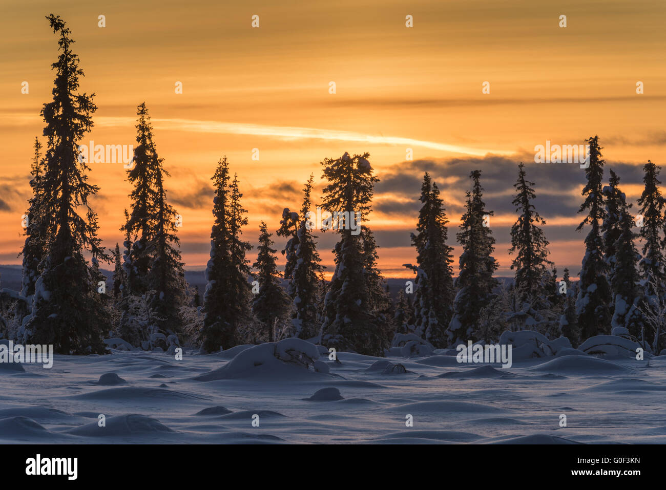 wintery swamp landscape, Lapland, Sweden Stock Photo - Alamy