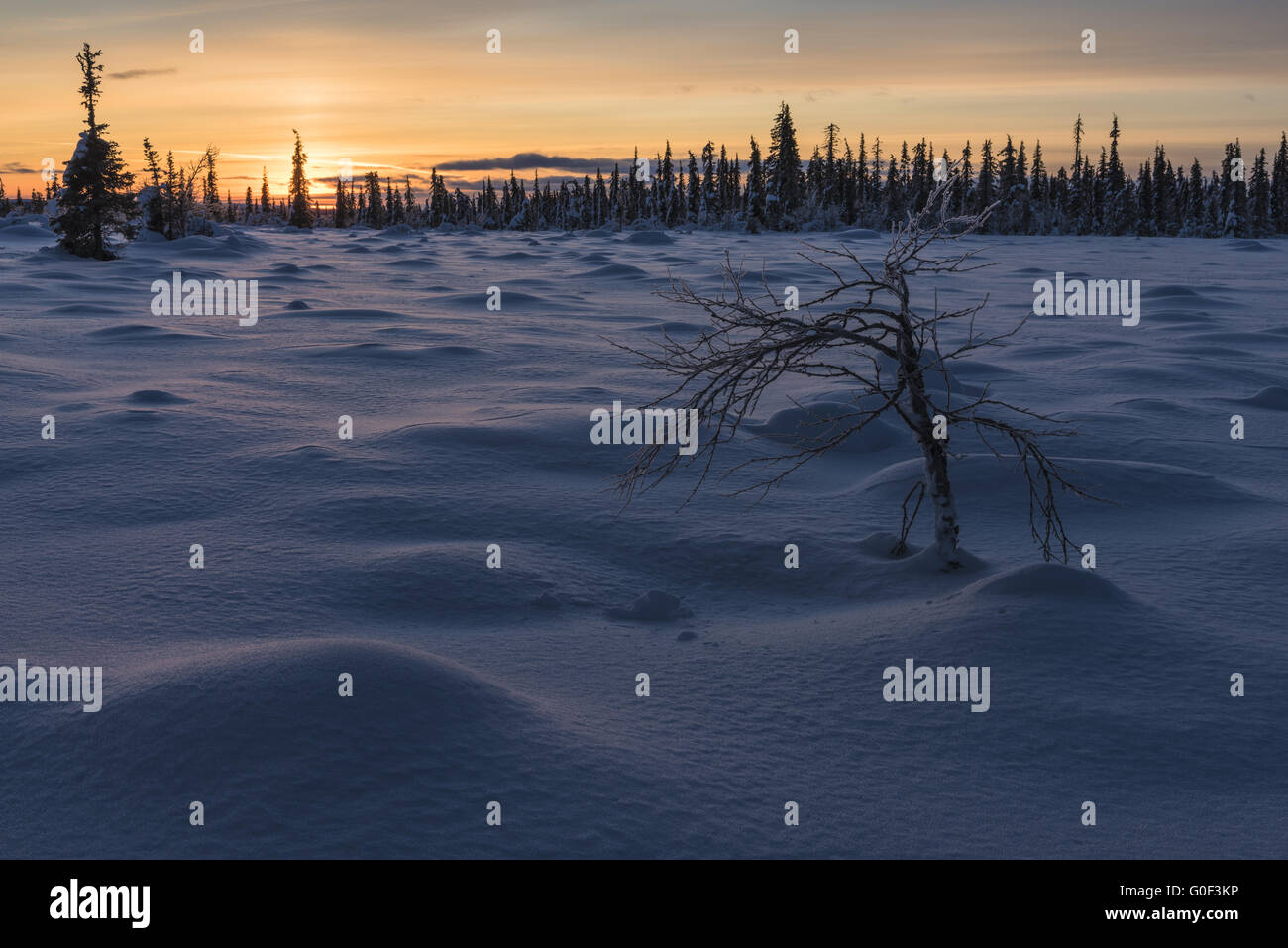 wintery swamp landscape, Lapland, Sweden Stock Photo - Alamy