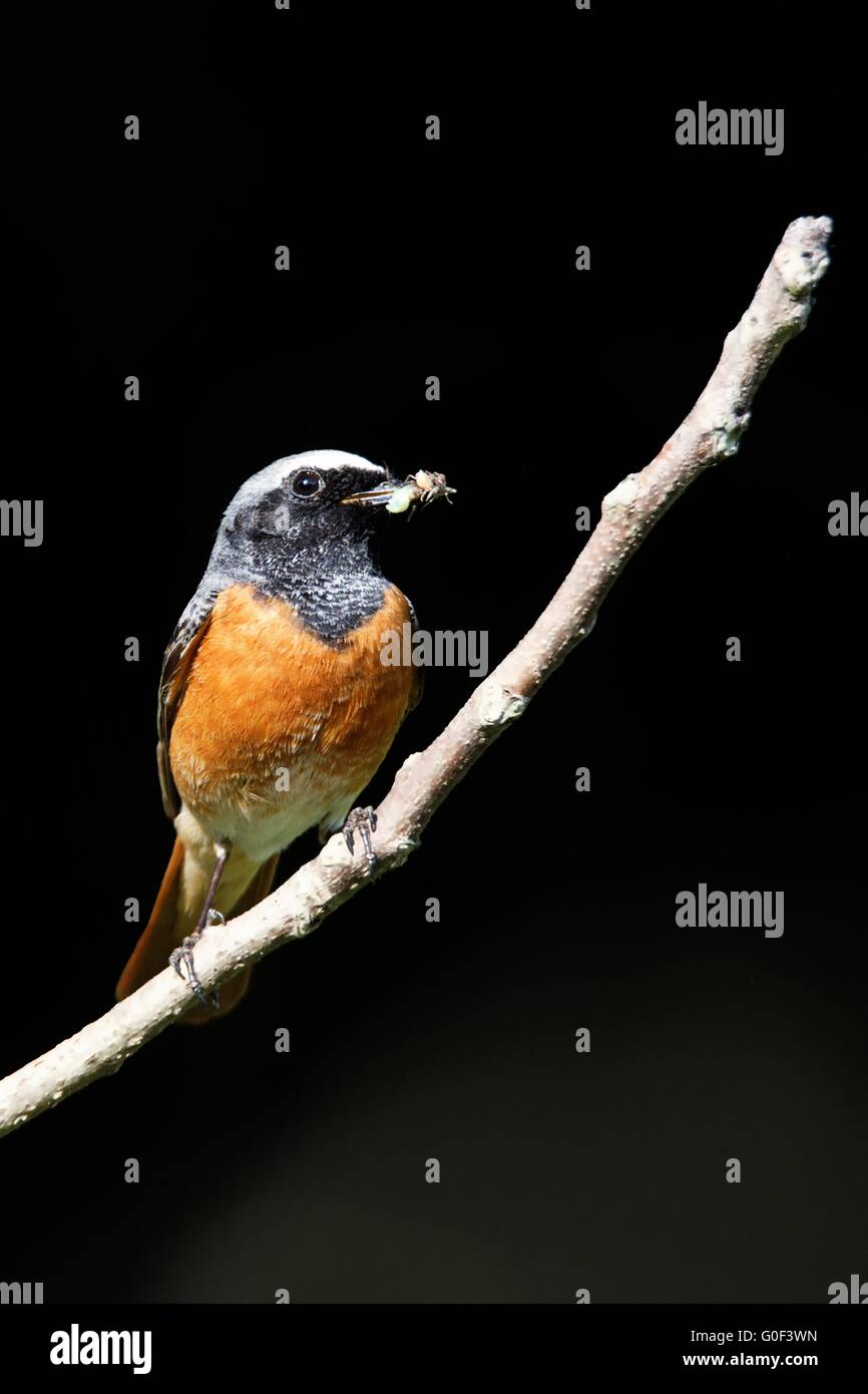 Redstart nest box hi-res stock photography and images - Alamy