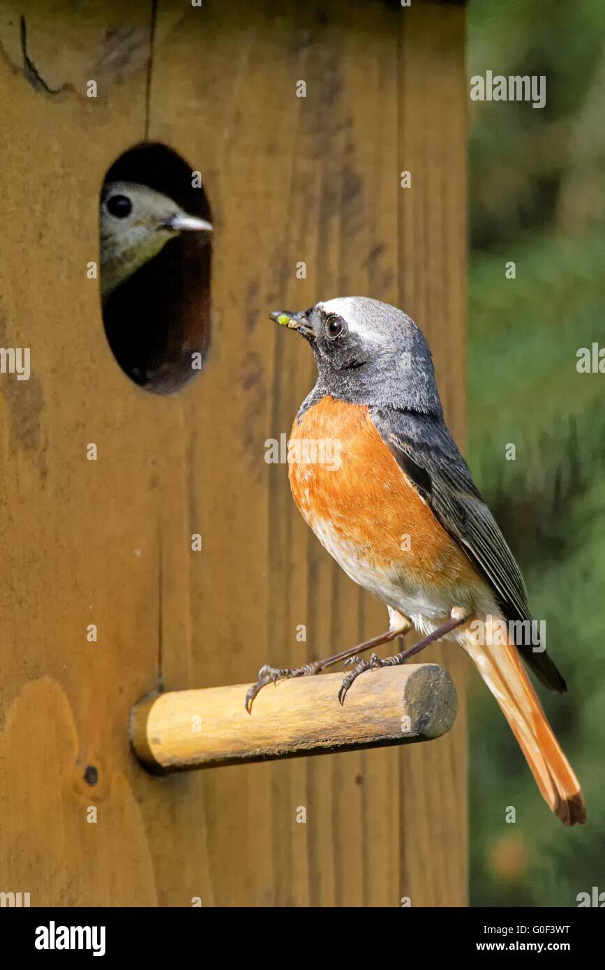 Black redstart at nest box hi-res stock photography and images - Alamy