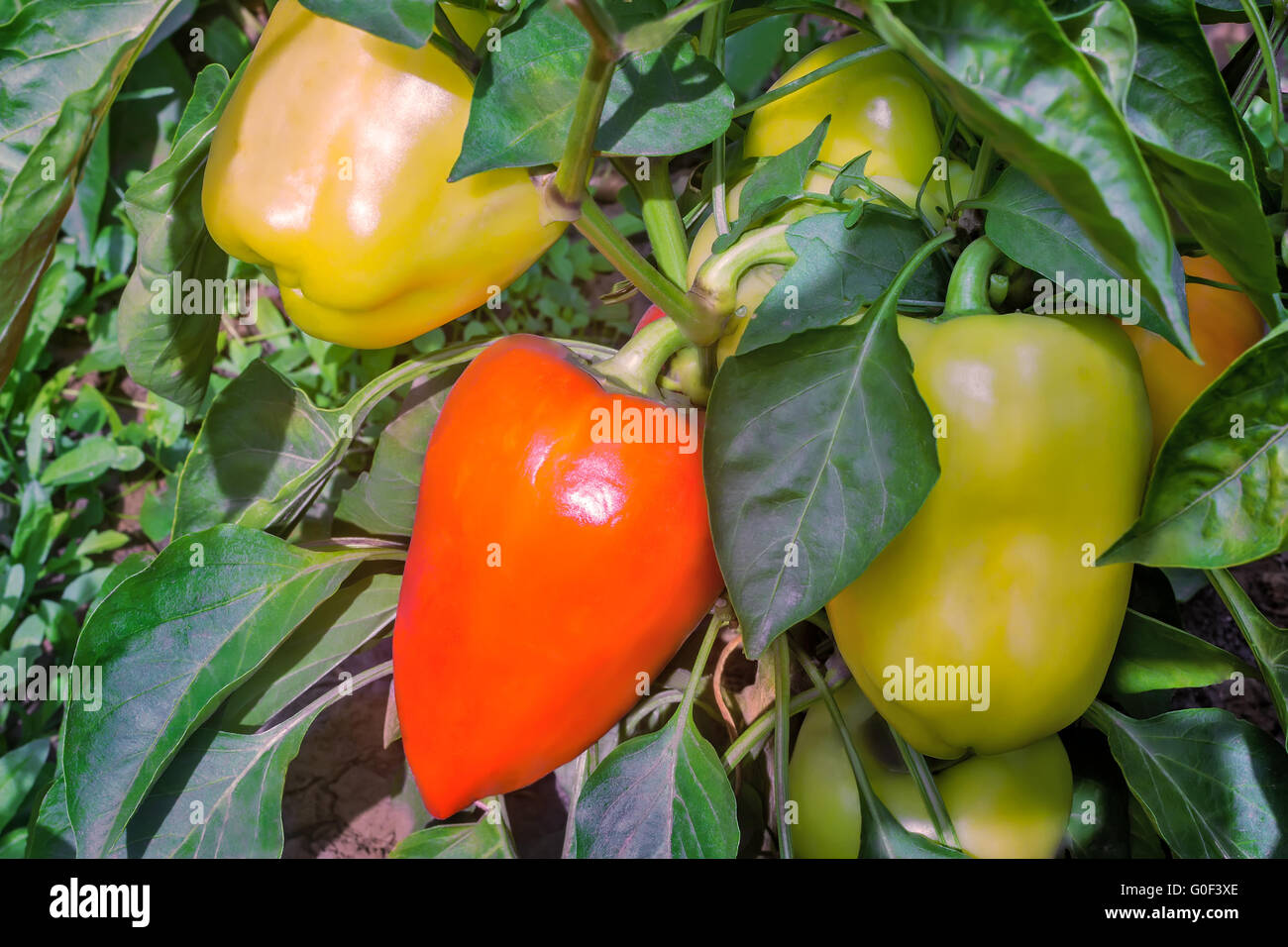 Large fruits ripen peppers in the garden Stock Photo - Alamy