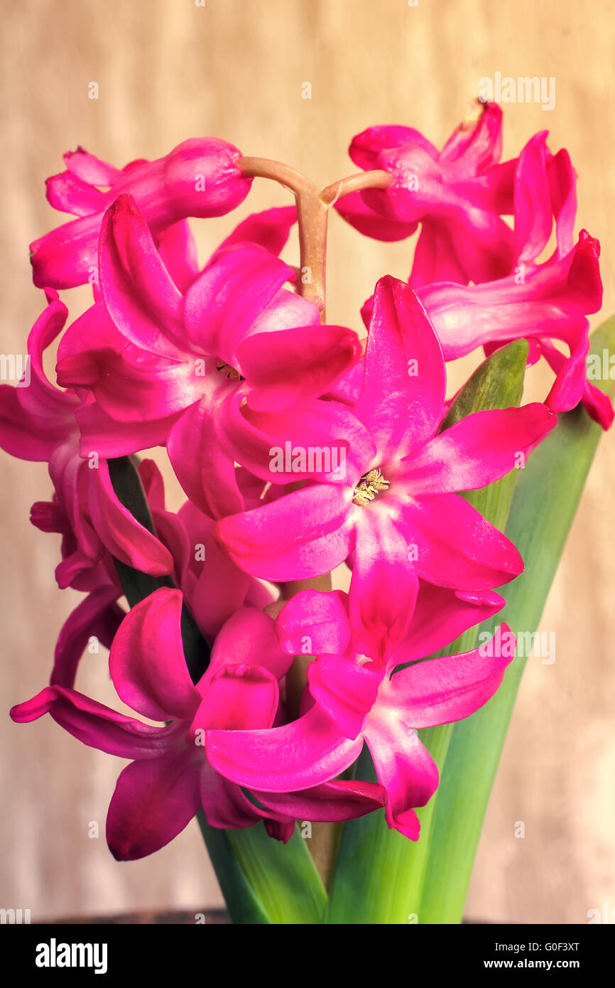 Hyacinth blooming among green leaves Stock Photo - Alamy