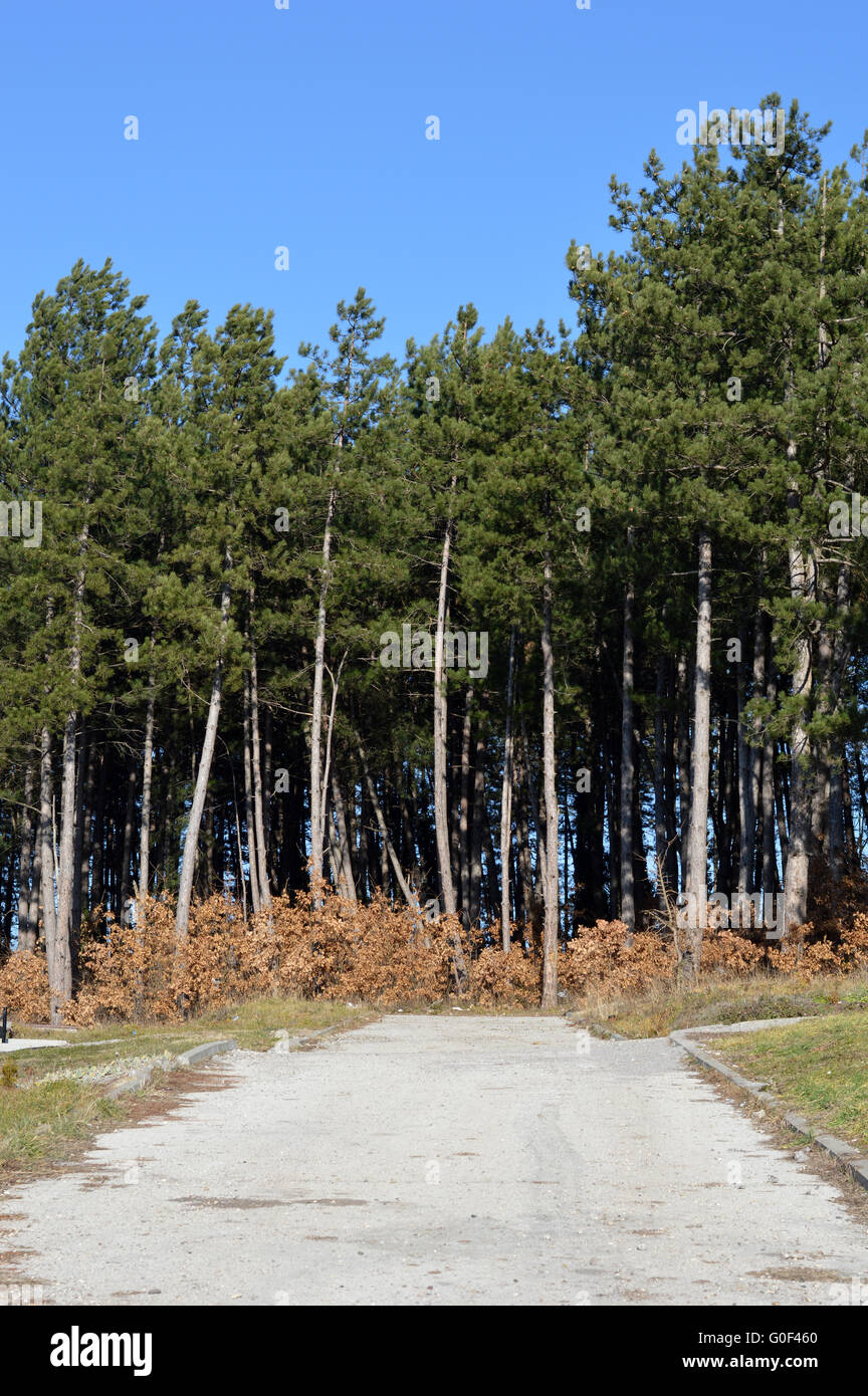 Pine forest with a walk-line Stock Photo - Alamy