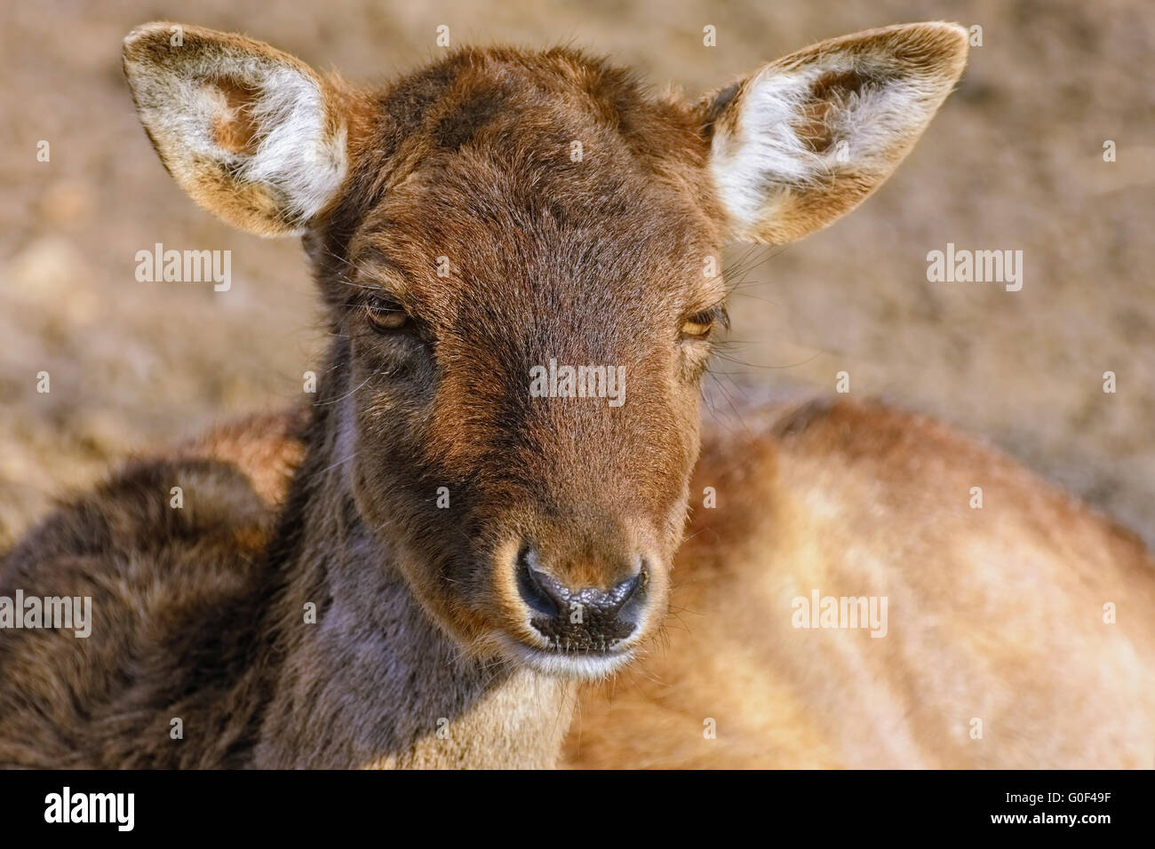 Portrait of Deer Stock Photo - Alamy