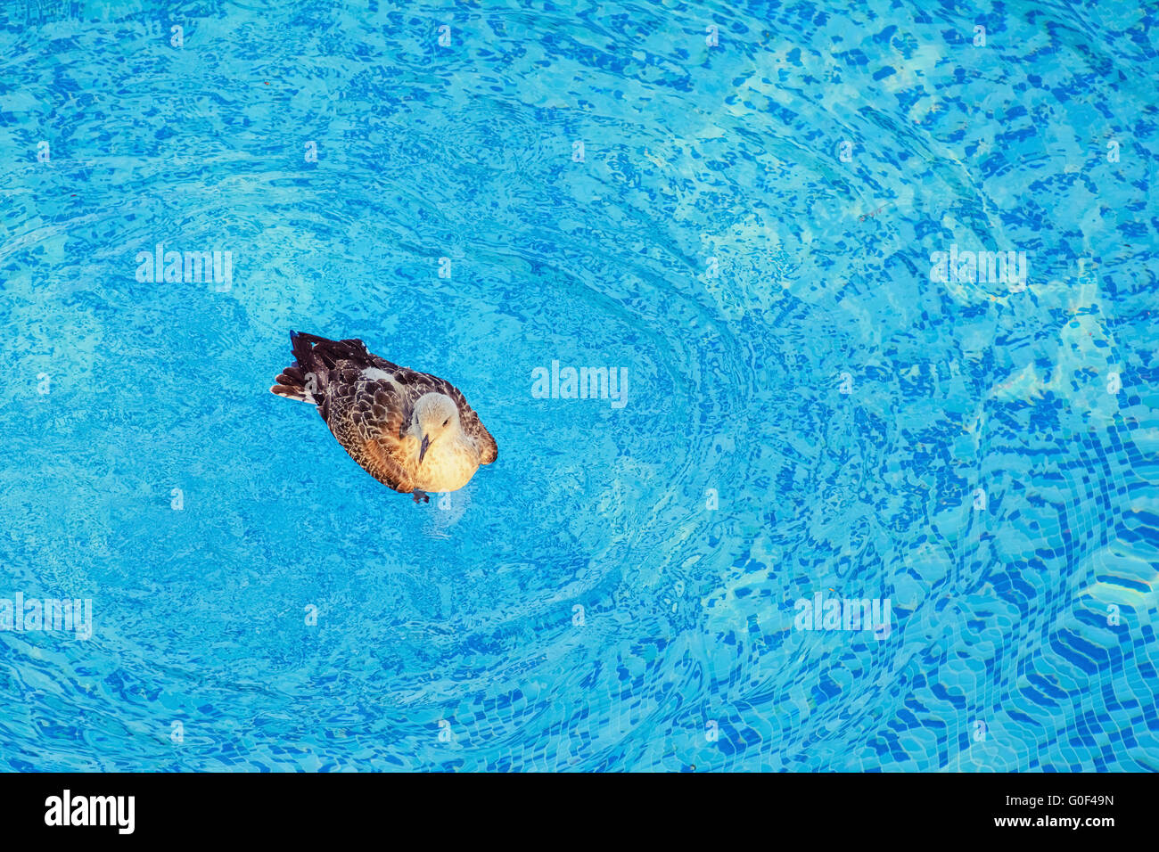 Seagull in the Pool Stock Photo - Alamy