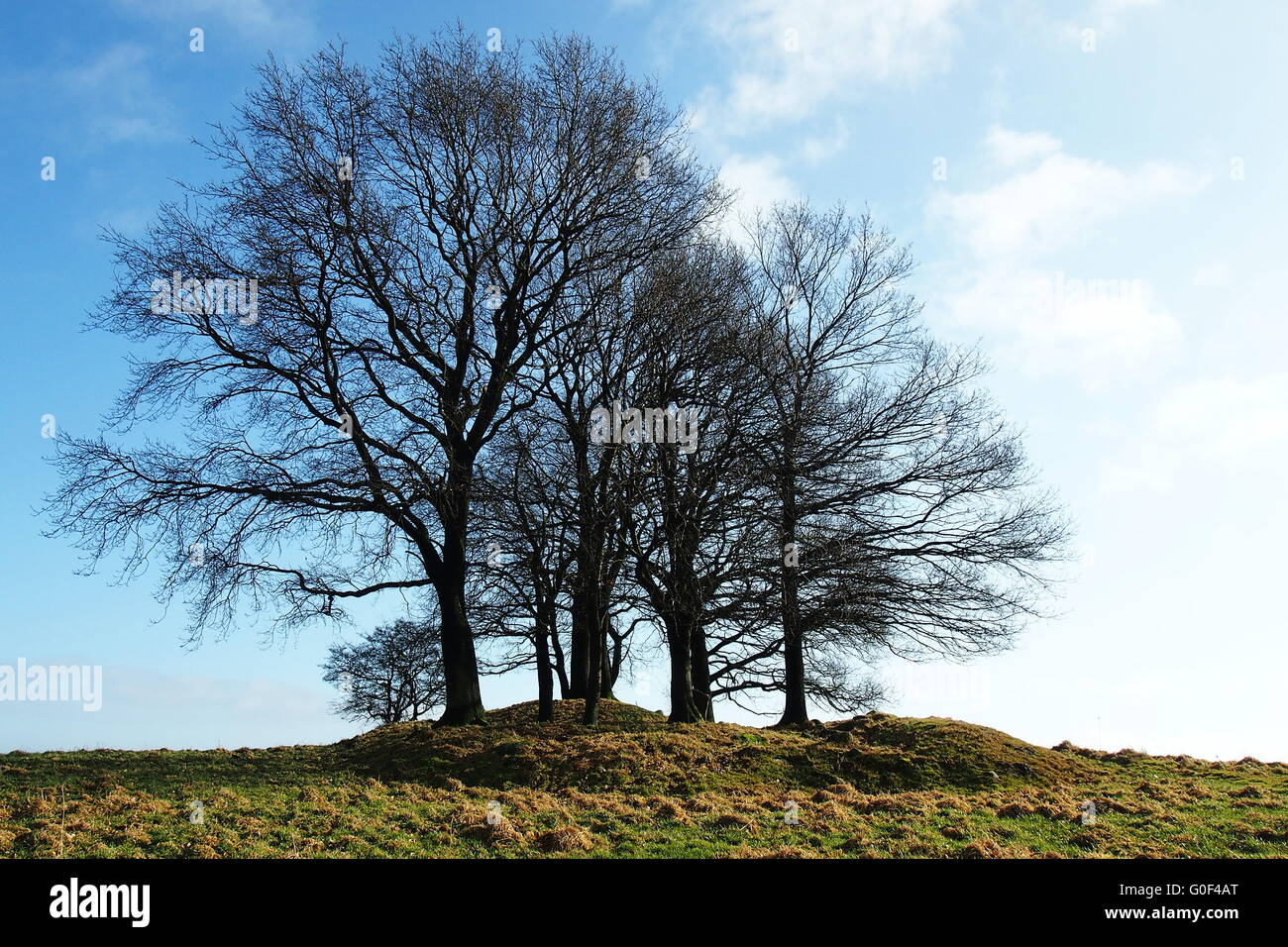 Group of trees on a hill Stock Photo - Alamy