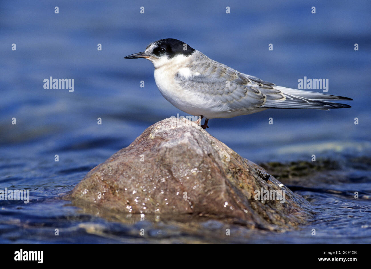 Bird fledging hi-res stock photography and images - Alamy