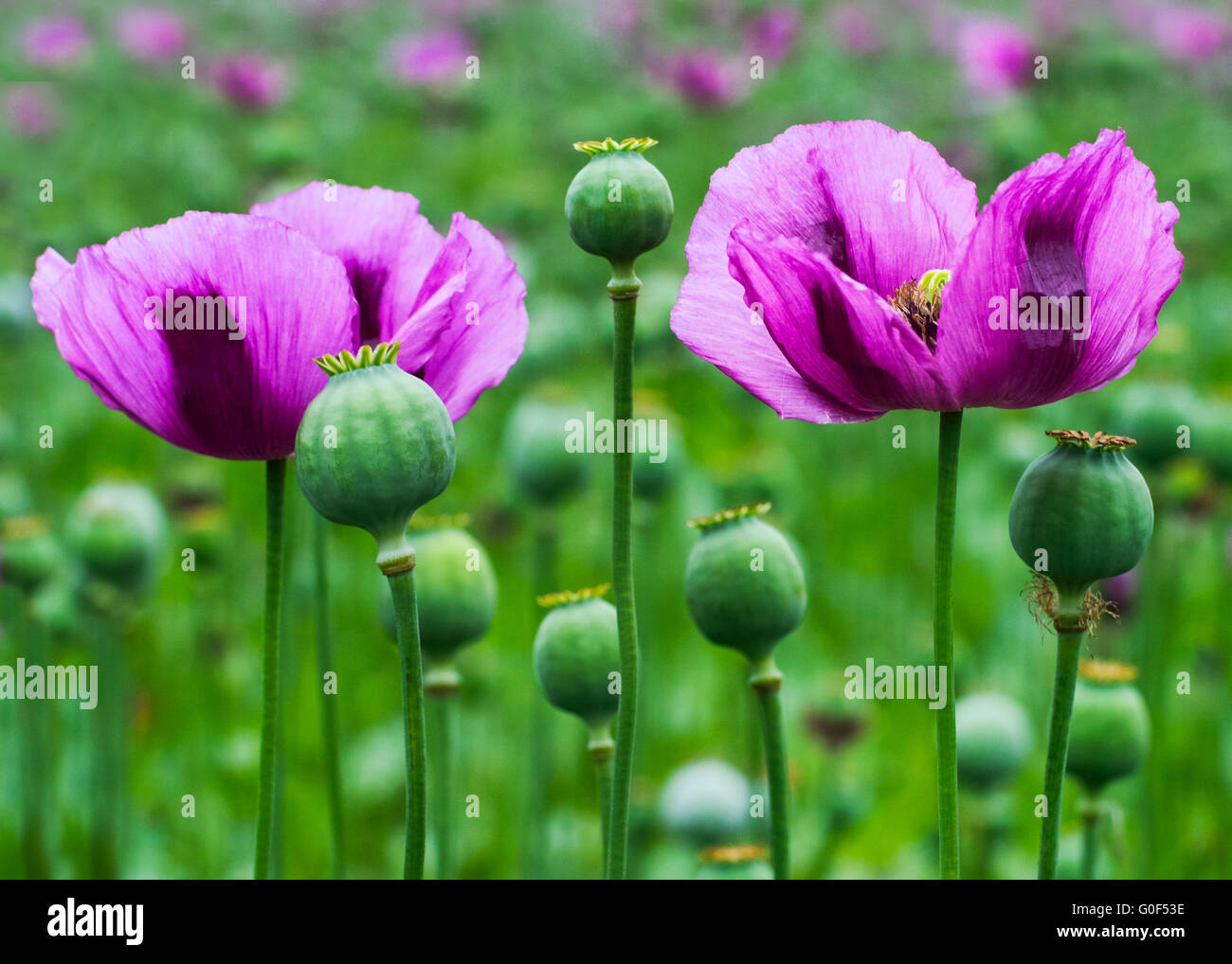Poppy Poppy in purple field Stock Photo - Alamy