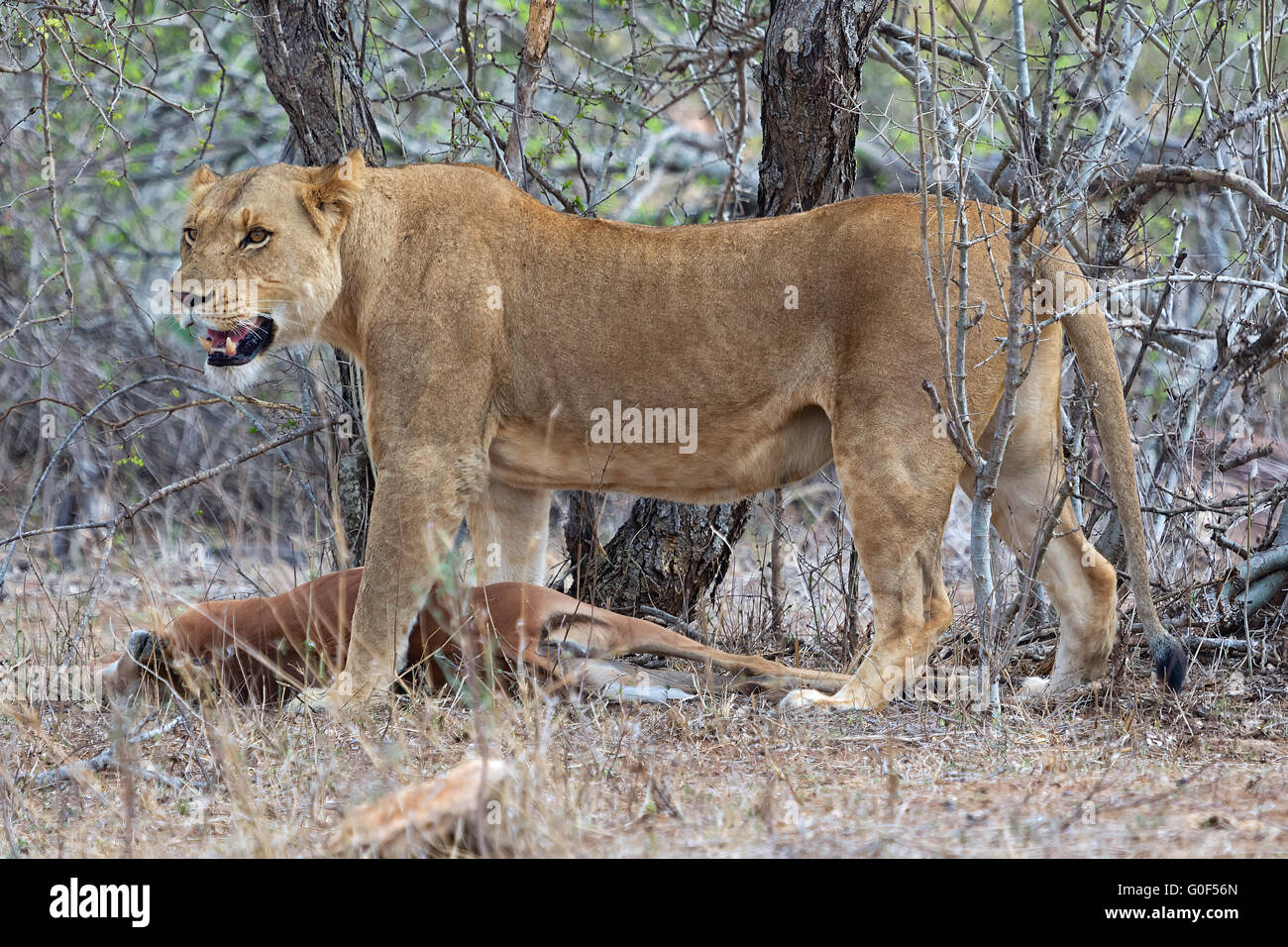 Lion impala hi-res stock photography and images - Alamy