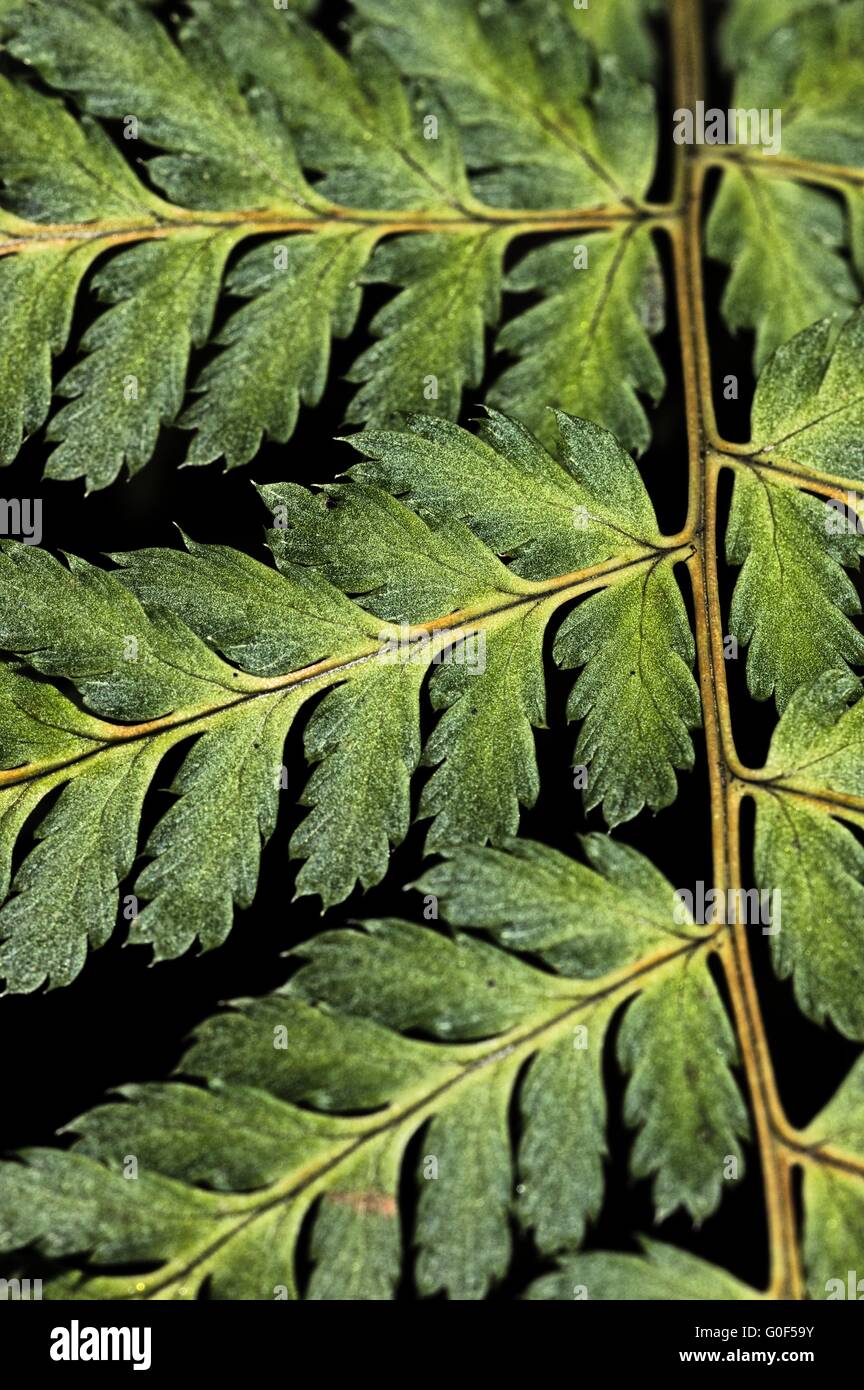 Fan in front of a black background Stock Photo - Alamy