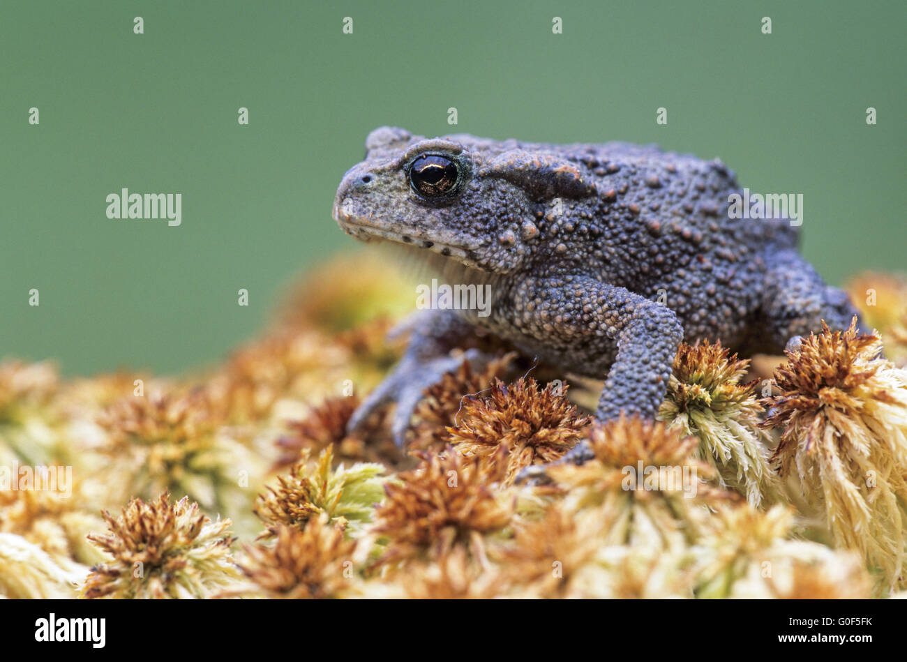 Common Toad in the wild they can live for about 10 to 12 years Stock ...