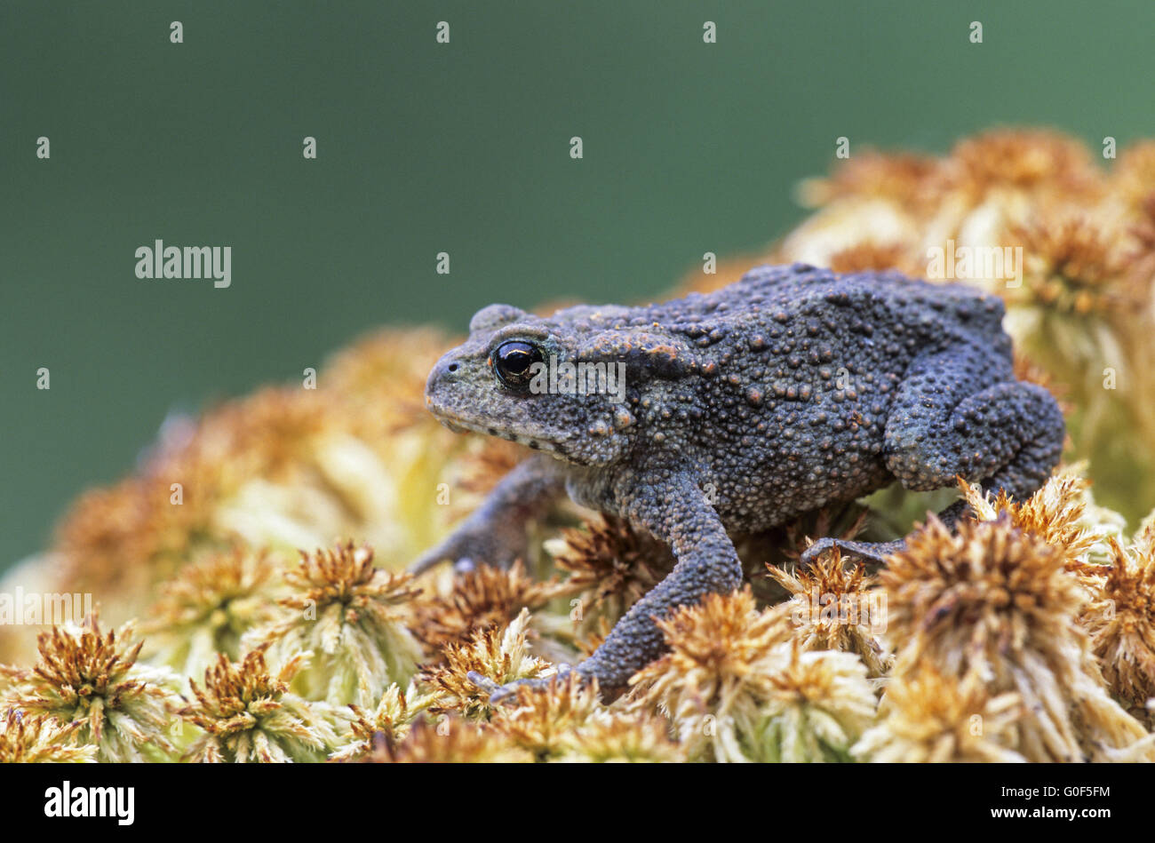 Common Toad is one of the most common amphibian in Europe Stock Photo ...