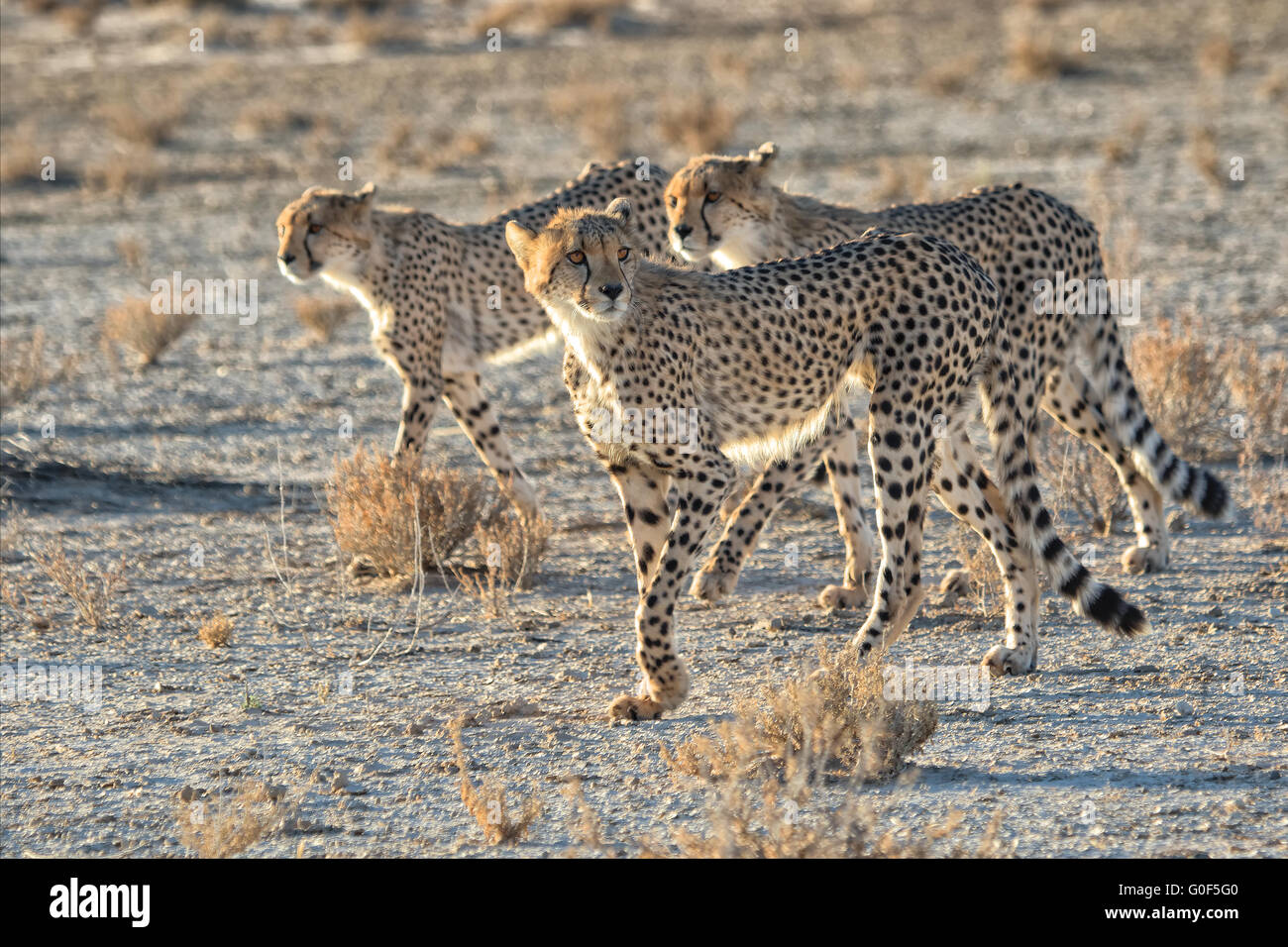three cheetahs at kgalagadi Stock Photo - Alamy