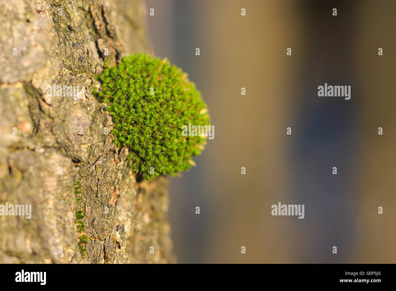 Tree with moss Stock Photo - Alamy