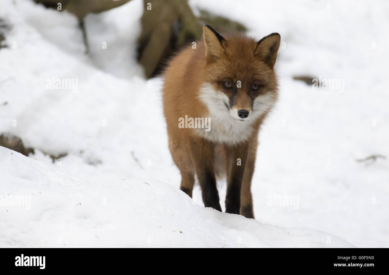 red fox frontal Stock Photo - Alamy